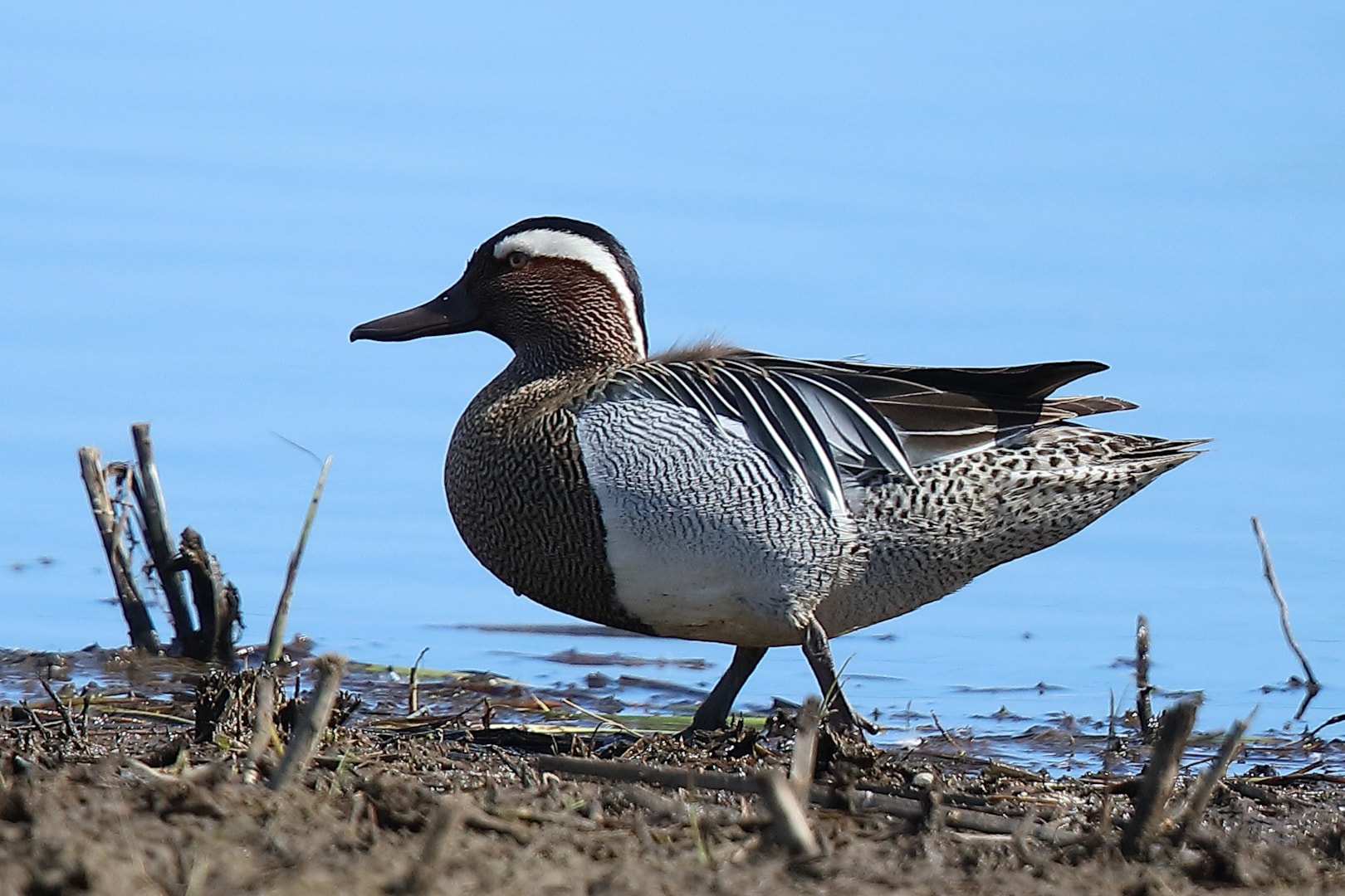 Garganey by Chris Downes - BirdGuides