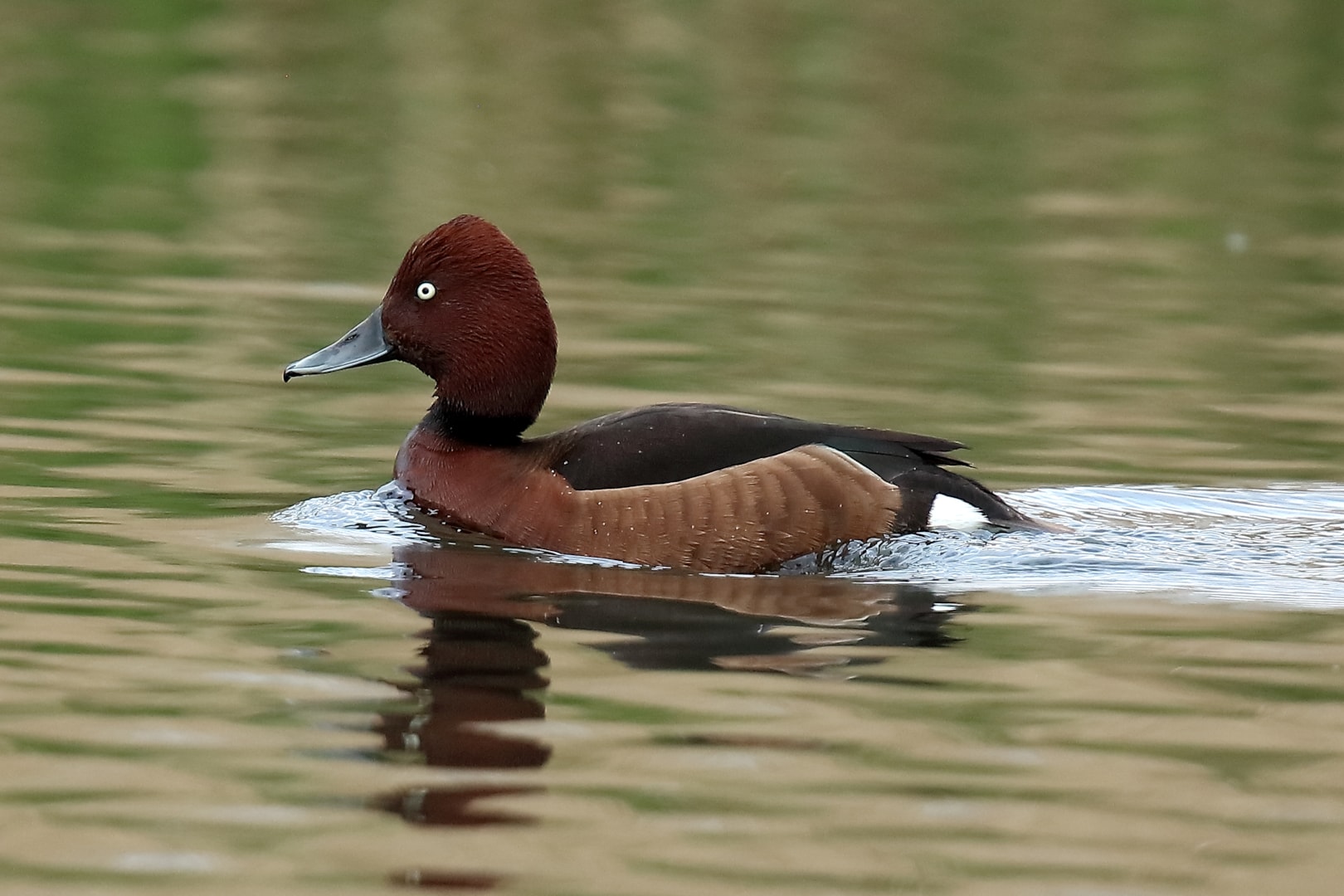 Ferruginous Duck by Chris Downes - BirdGuides