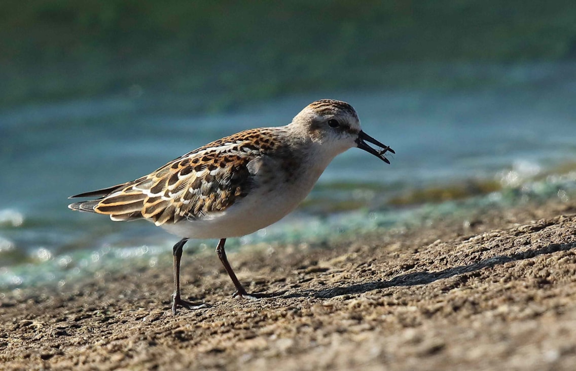 Little Stint by Chris Downes - BirdGuides