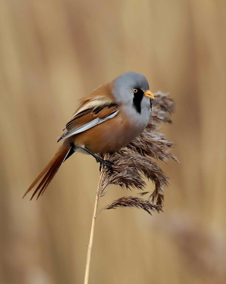 Bearded Tit by Chris Downes - BirdGuides