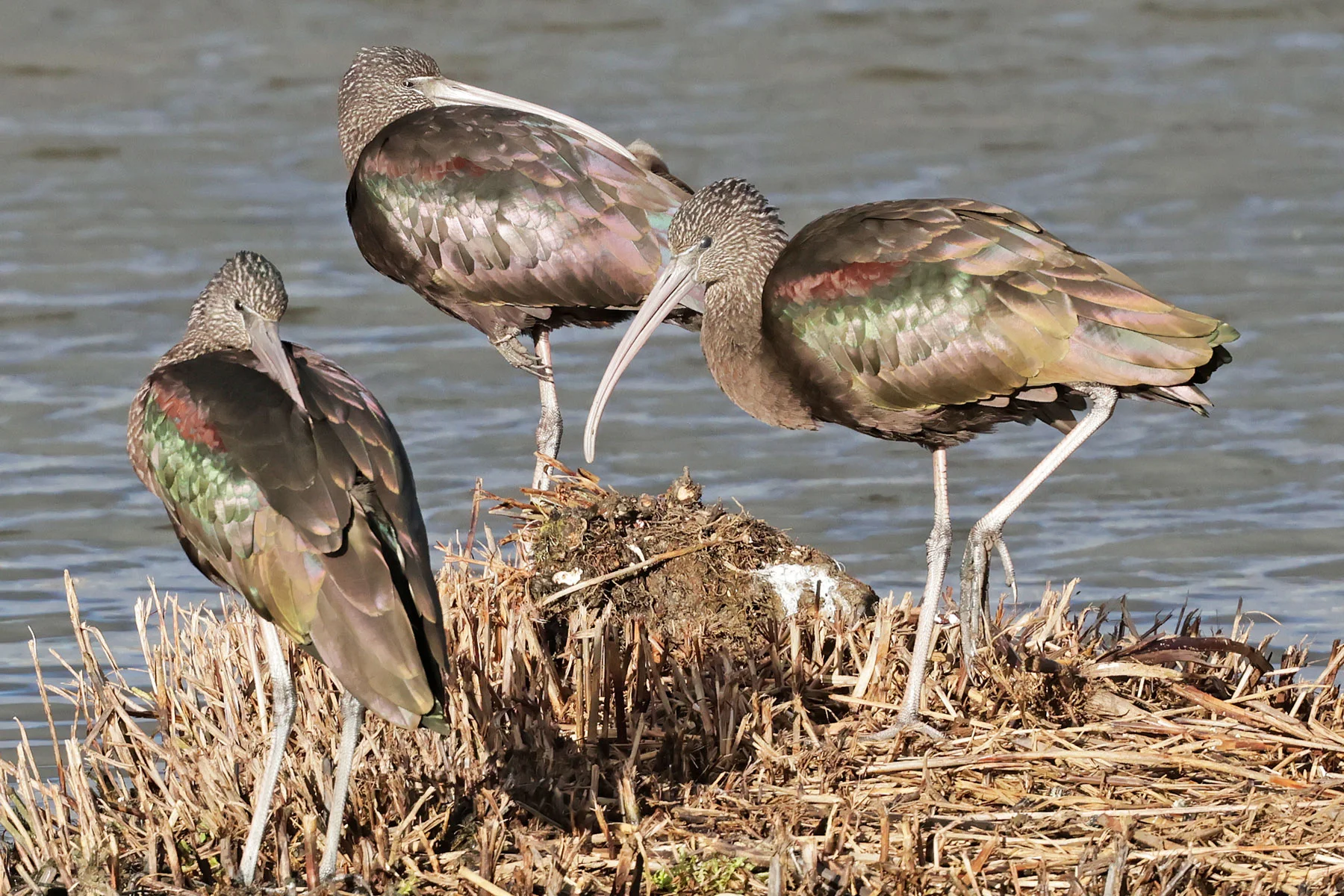 Details : Glossy Ibis - BirdGuides