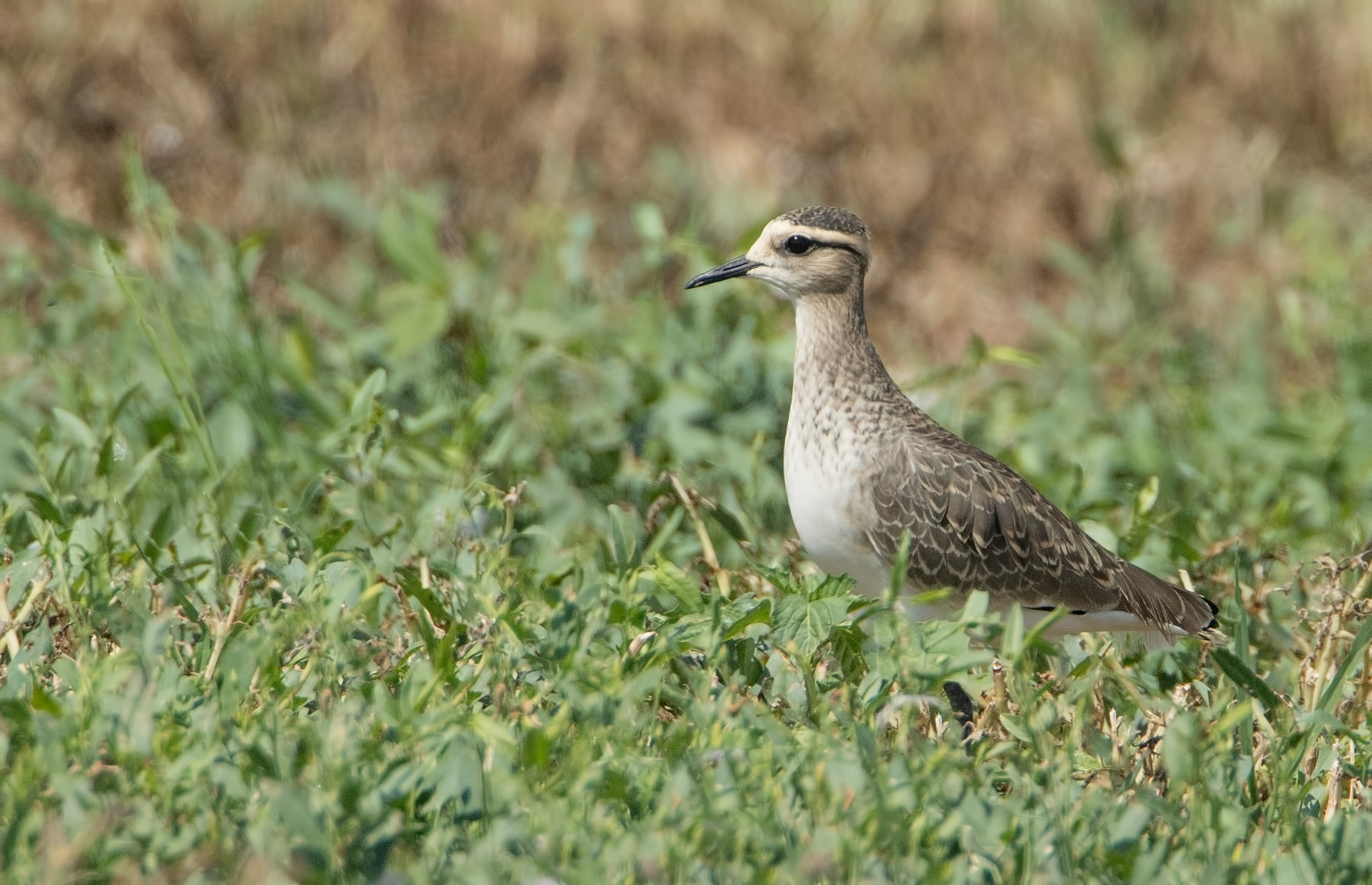 Details : Sociable Lapwing - BirdGuides