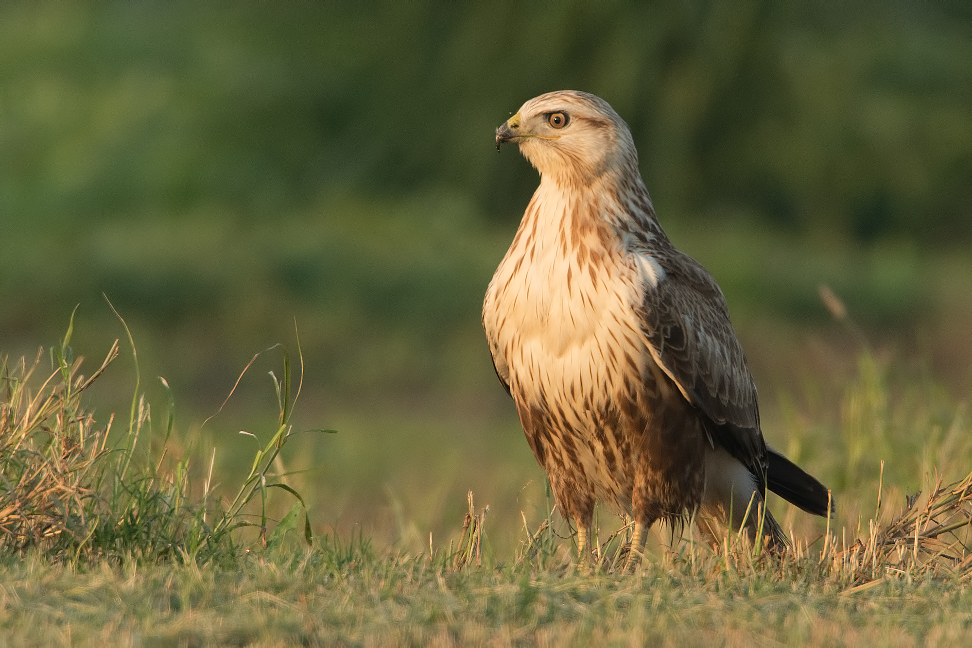 Details : Long-legged Buzzard - BirdGuides