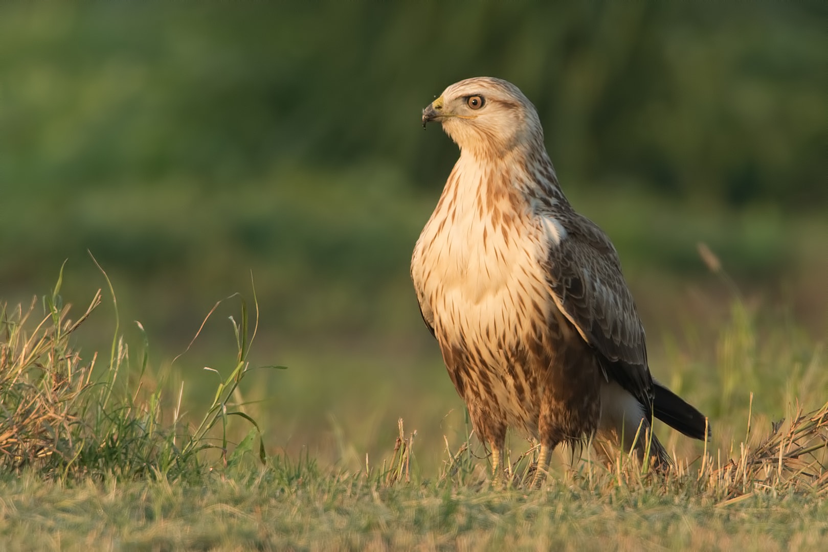 Long-legged Buzzard by Gavin Farnell - BirdGuides