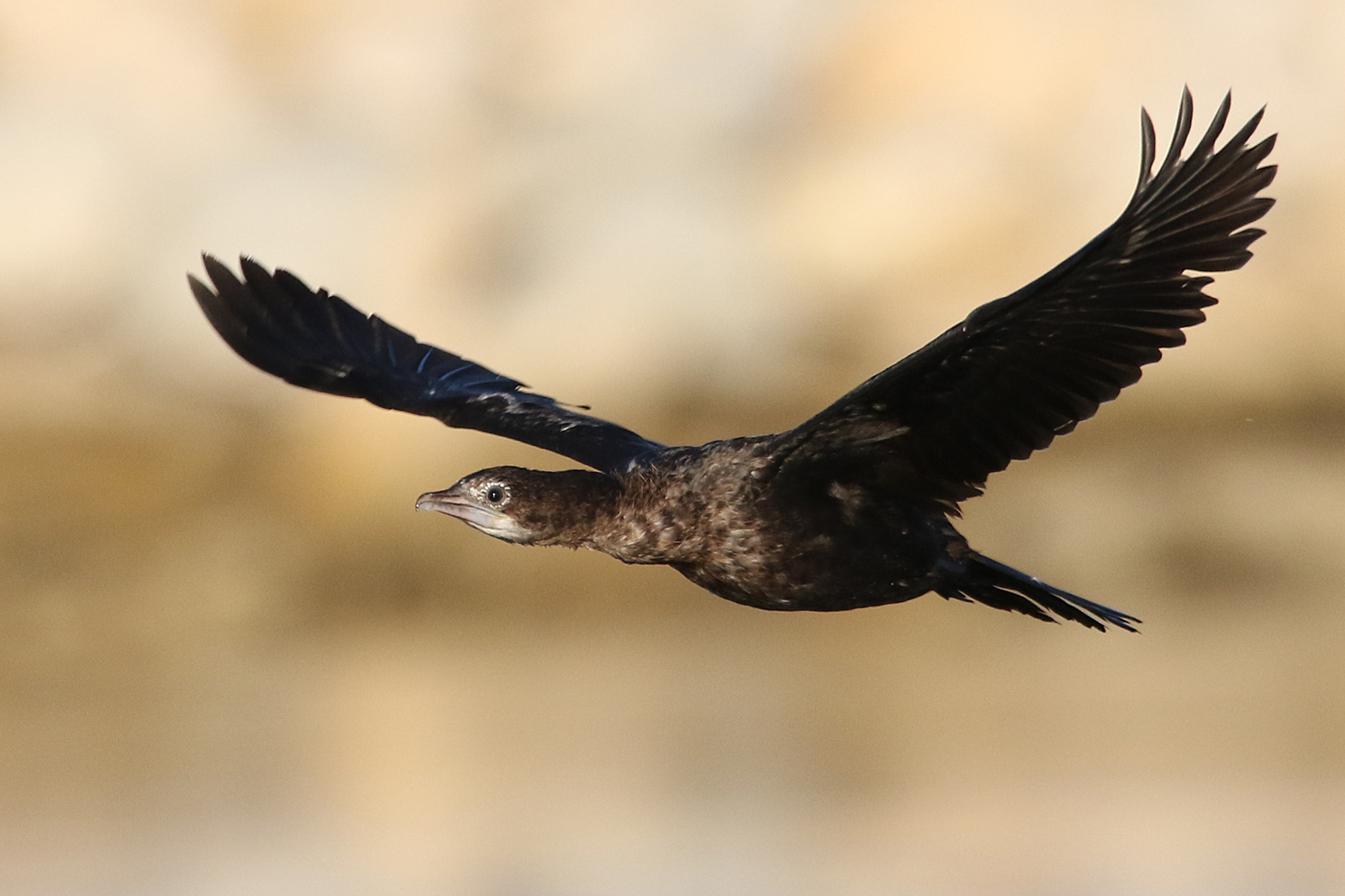 Details : Pygmy Cormorant - BirdGuides