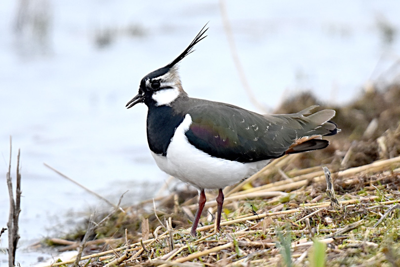 Northern Lapwing by Fausto Riccioni - BirdGuides