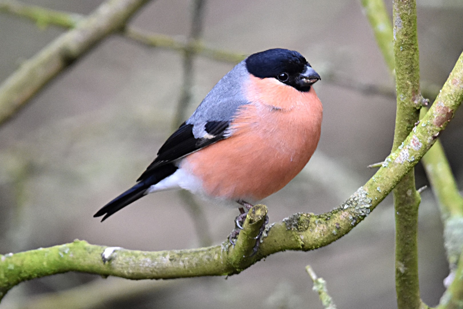 Eurasian Bullfinch by Fausto Riccioni - BirdGuides