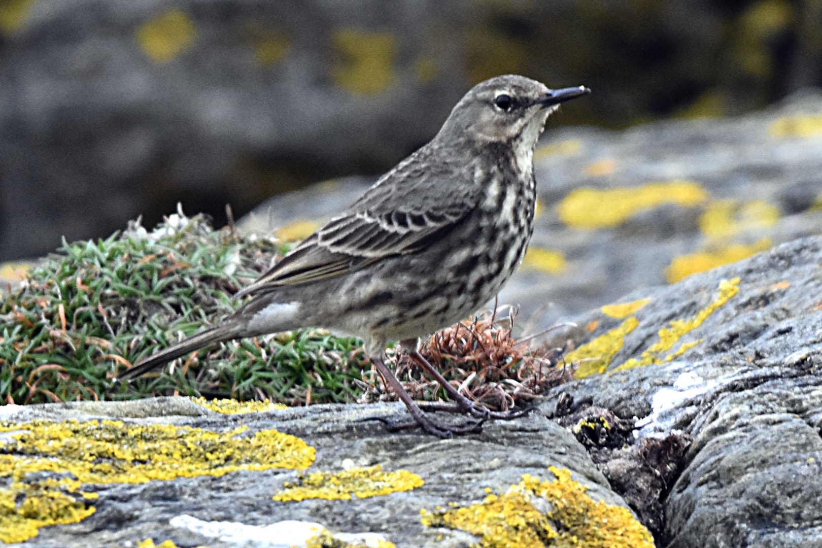 Rock Pipit by Fausto Riccioni - BirdGuides