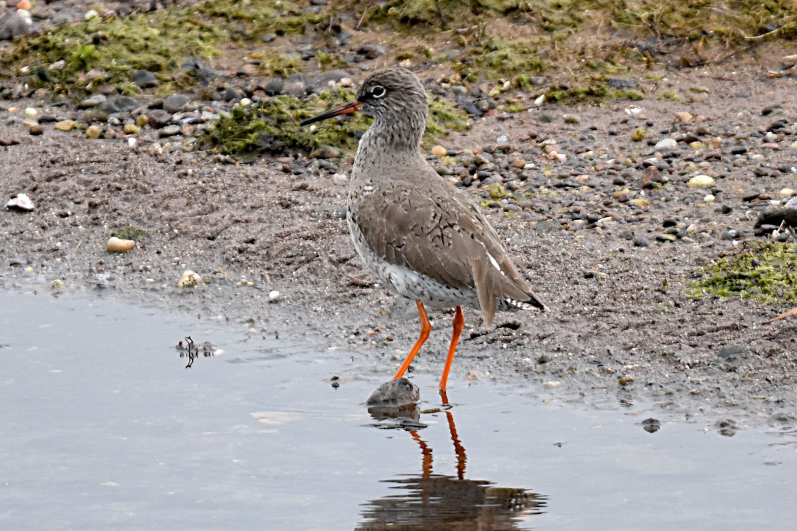 Common Redshank by Fausto Riccioni - BirdGuides