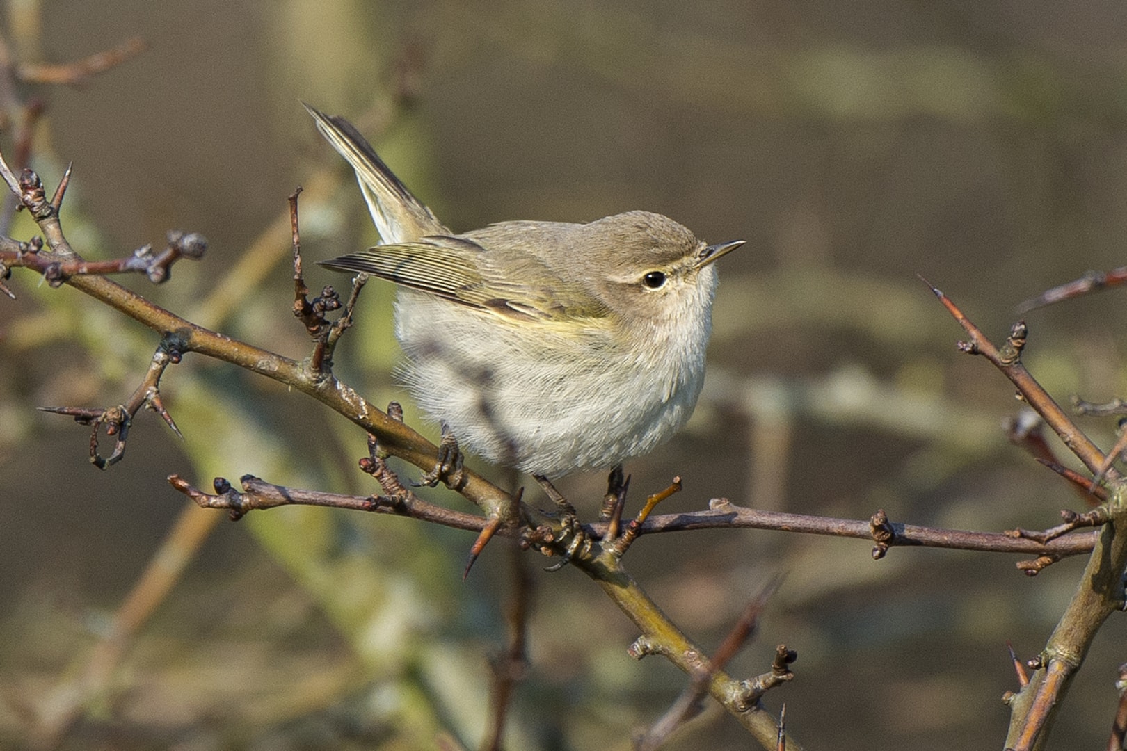 Siberian Chiffchaff by James Sellen - BirdGuides