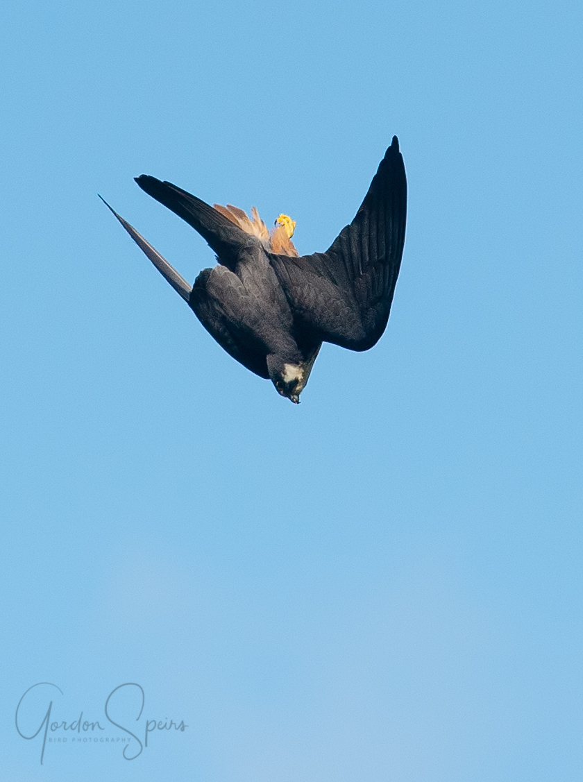 Details : Eleonora's Falcon - BirdGuides