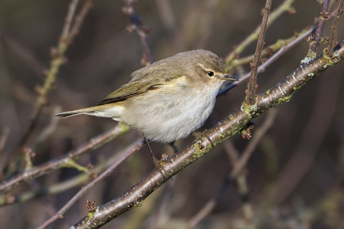 Siberian Chiffchaff by James Sellen - BirdGuides