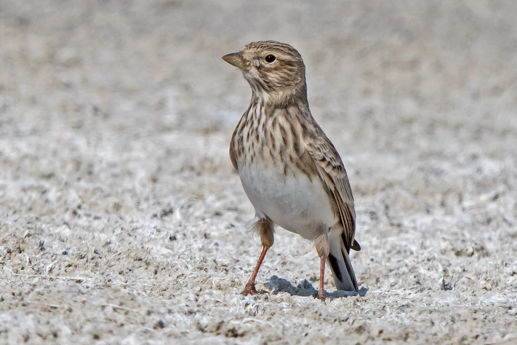 Details : lesser short-toed lark sp - BirdGuides