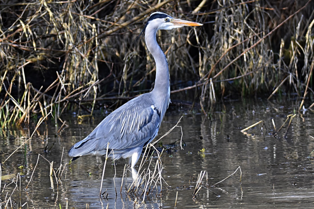 Grey Heron by Fausto Riccioni - BirdGuides