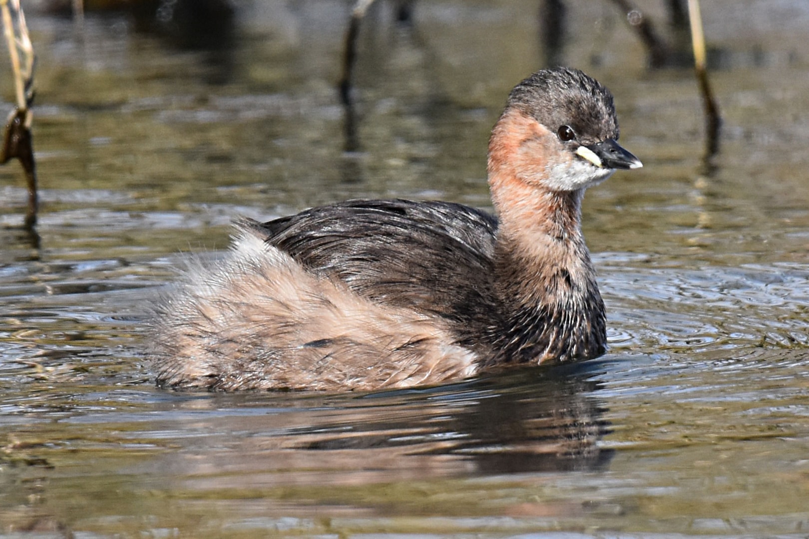 Little Grebe by Fausto Riccioni - BirdGuides