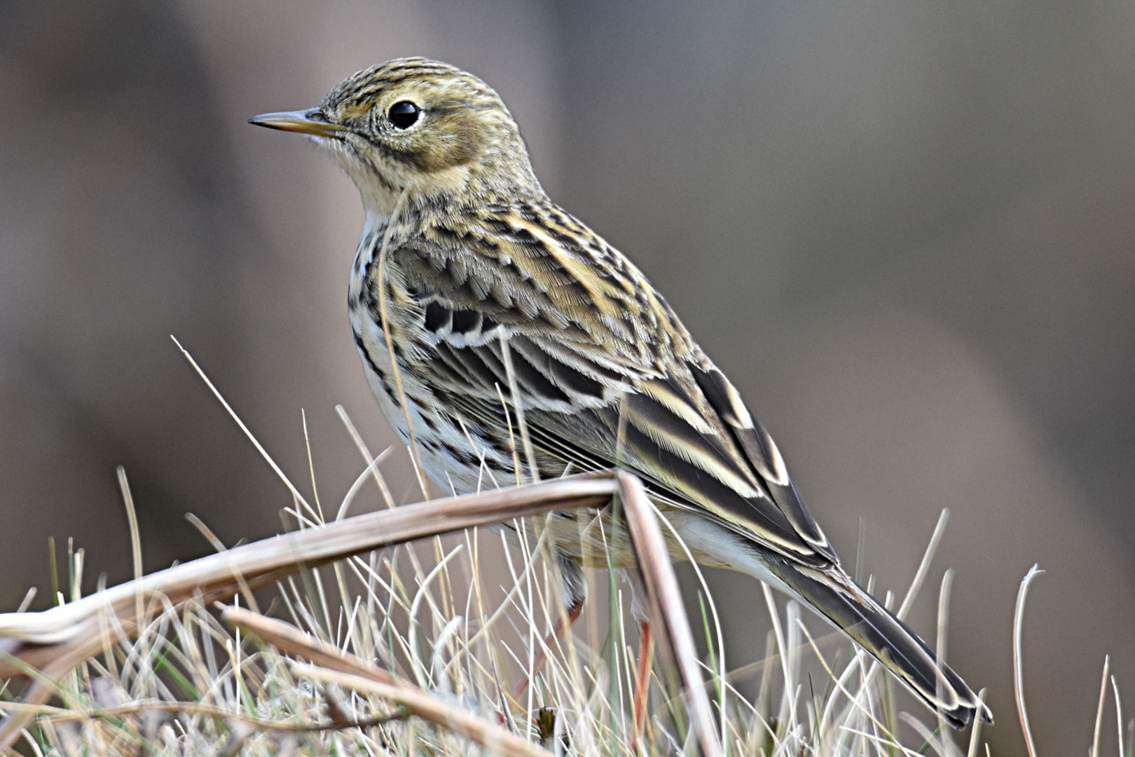 Meadow Pipit by Fausto Riccioni - BirdGuides