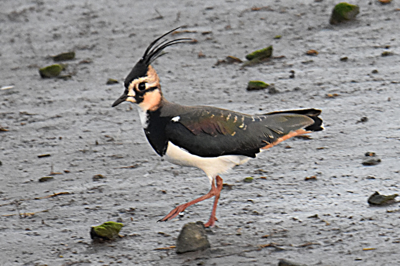 Northern Lapwing by Fausto Riccioni - BirdGuides