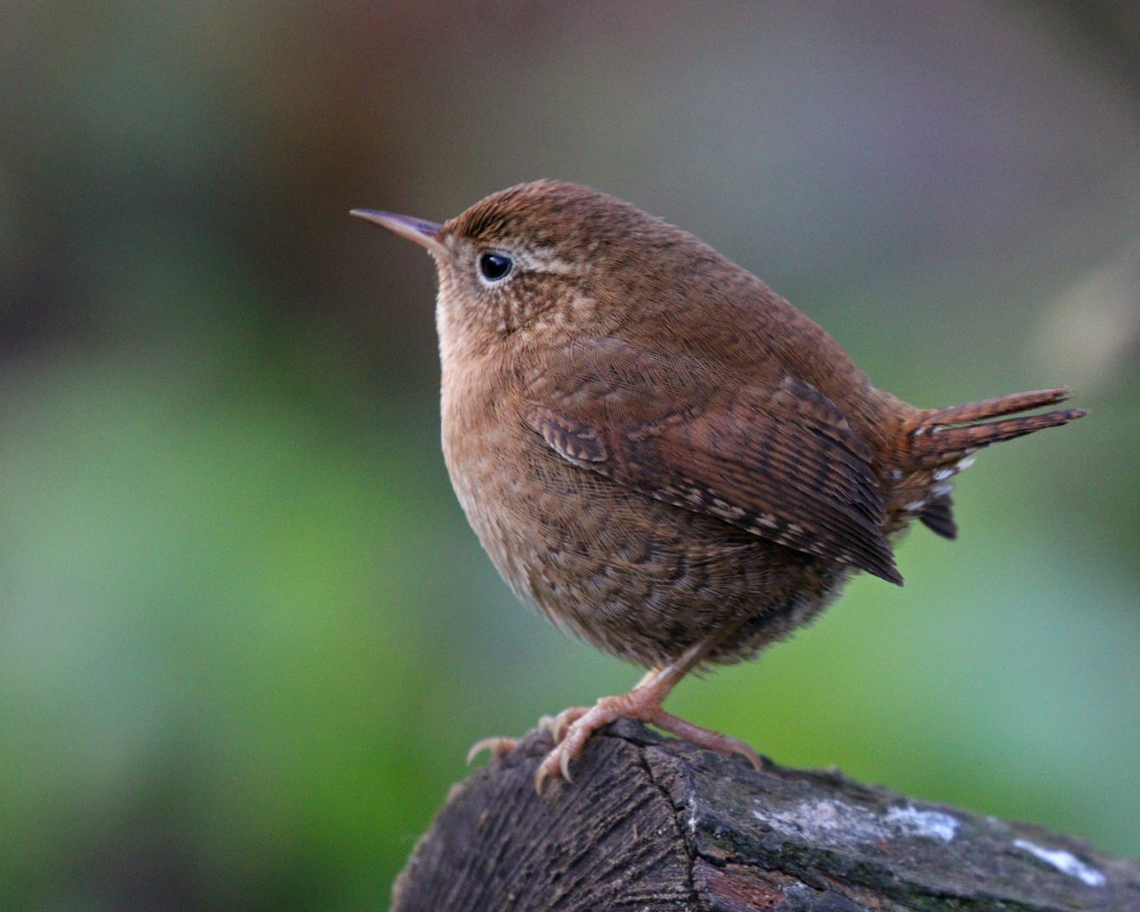 Eurasian Wren by Mark Coates - BirdGuides