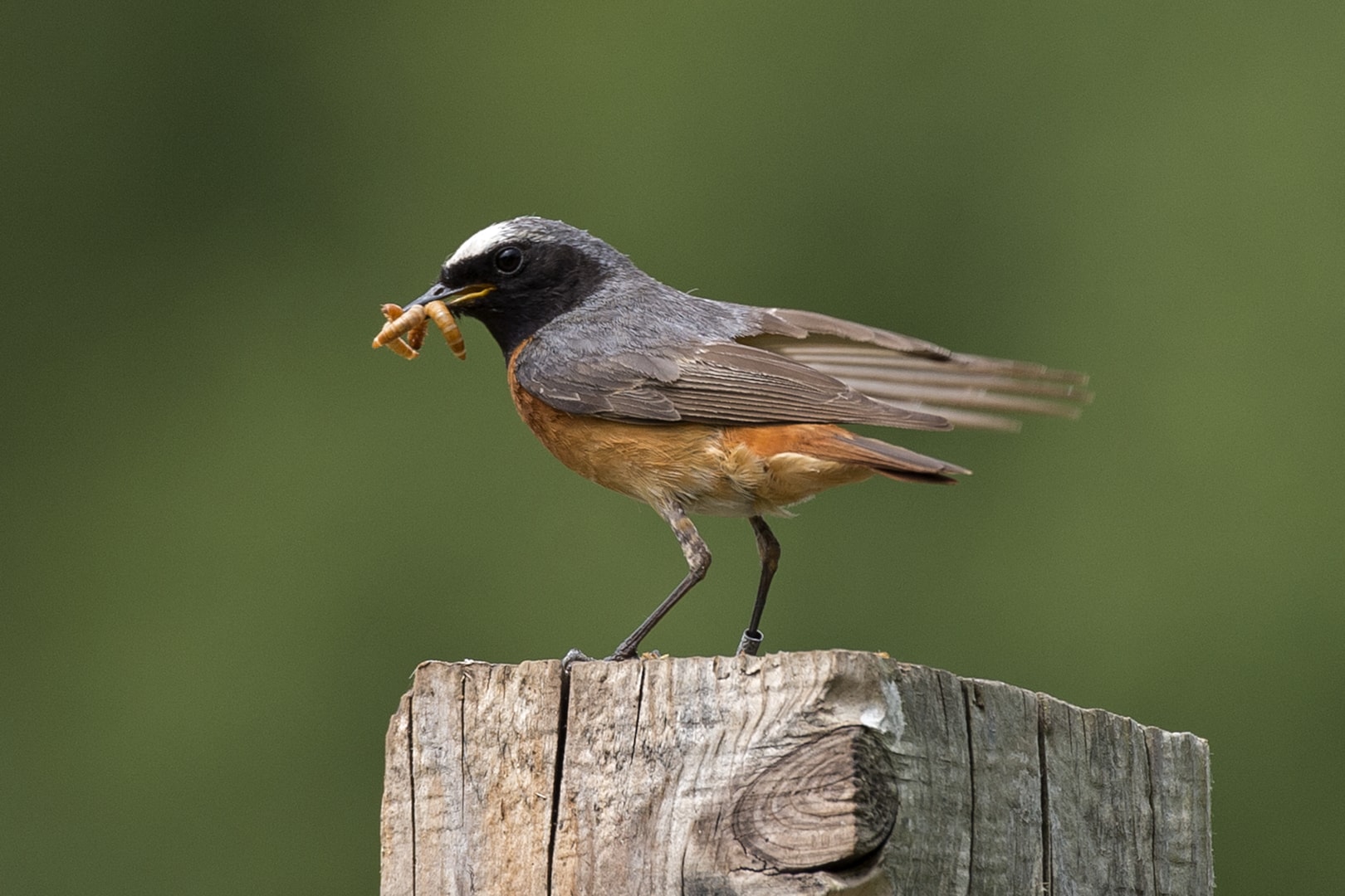 Common Redstart by James Sellen - BirdGuides