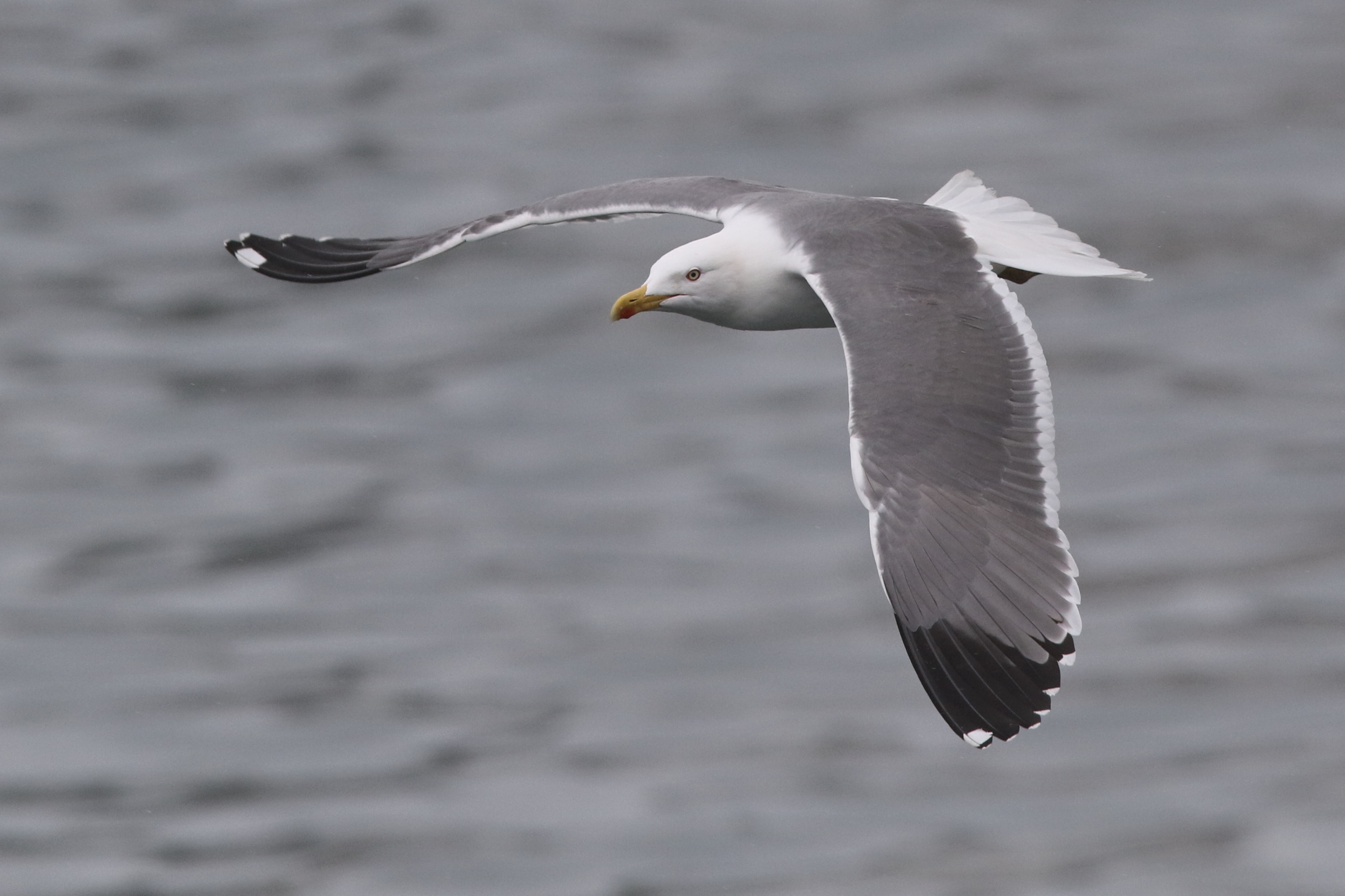 Azores Gull by Richard Bonser - BirdGuides
