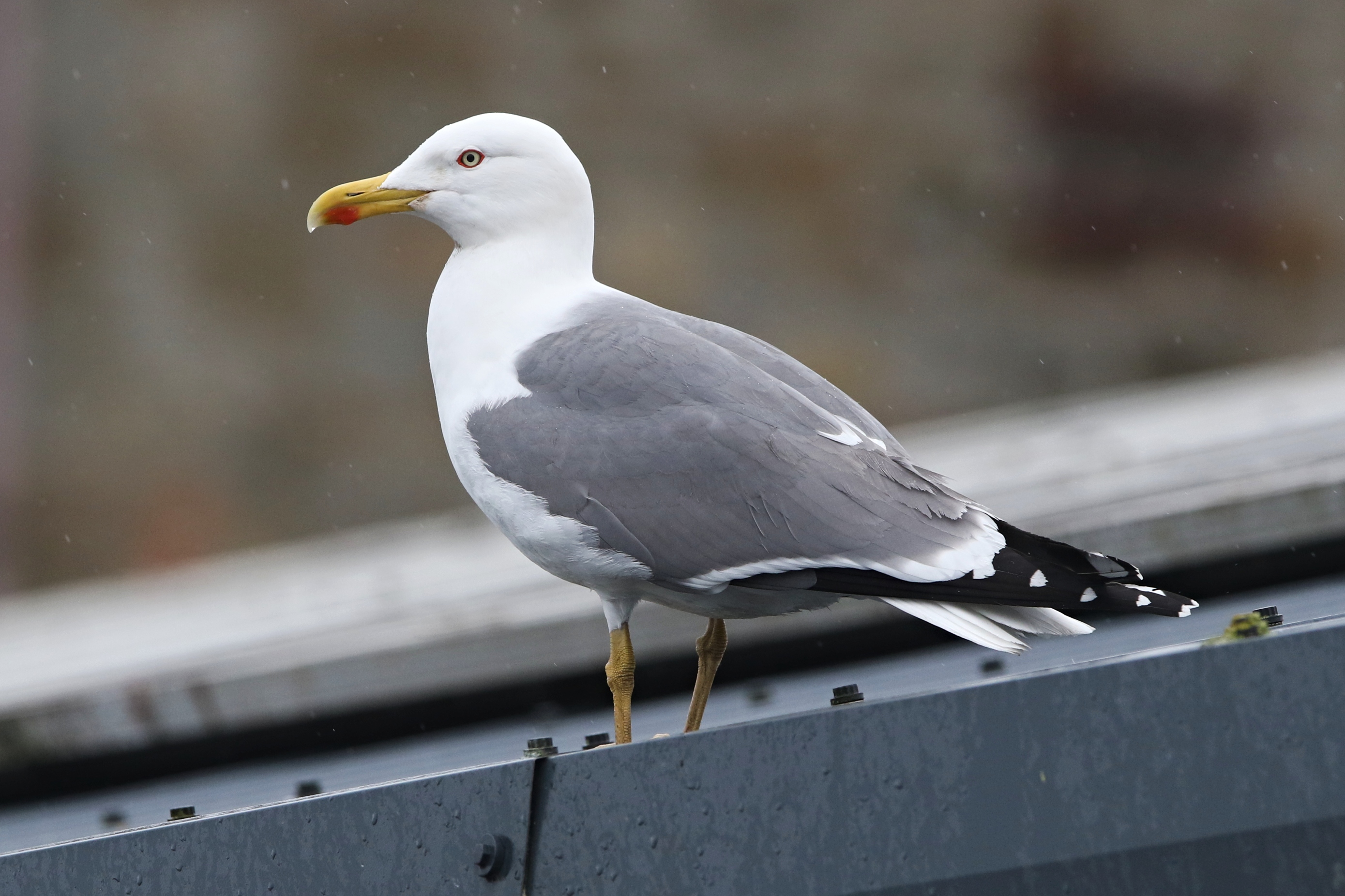 Azores Gull by Richard Bonser - BirdGuides