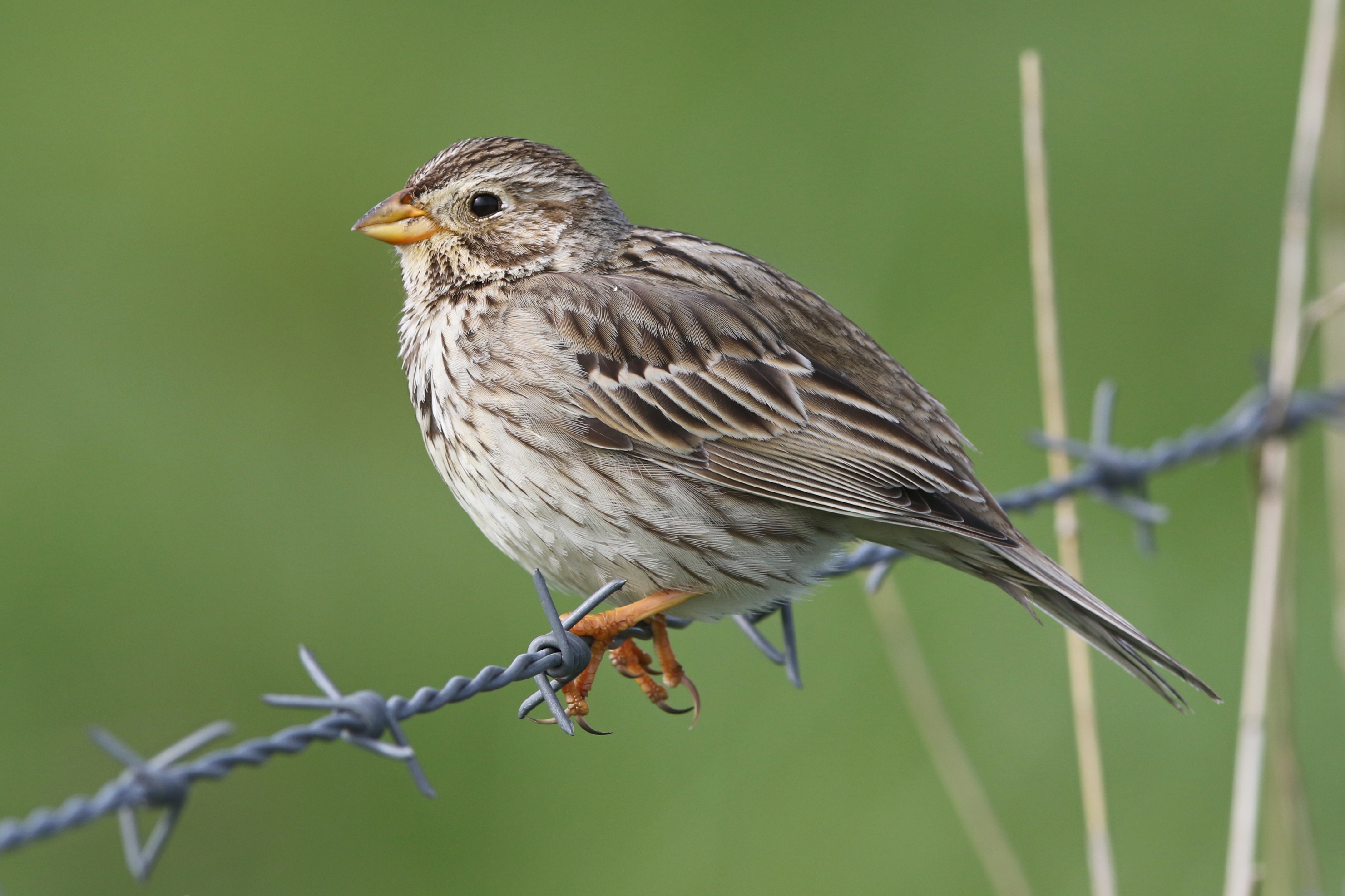 Corn Bunting by Richard Bonser - BirdGuides