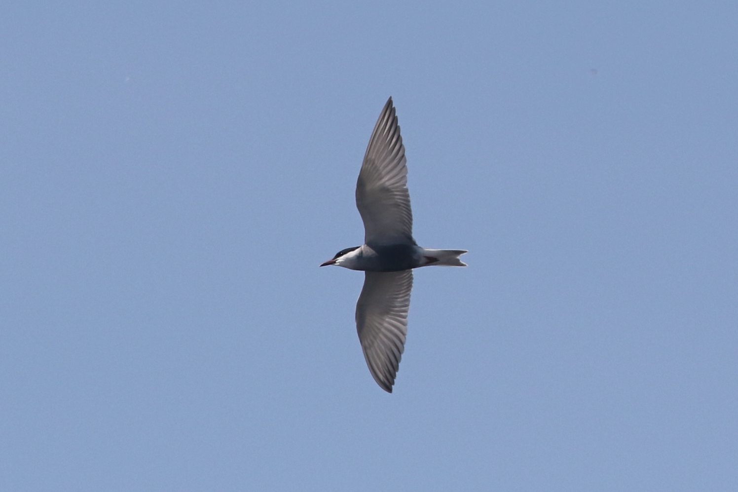 Whiskered Tern by Richard Bonser - BirdGuides