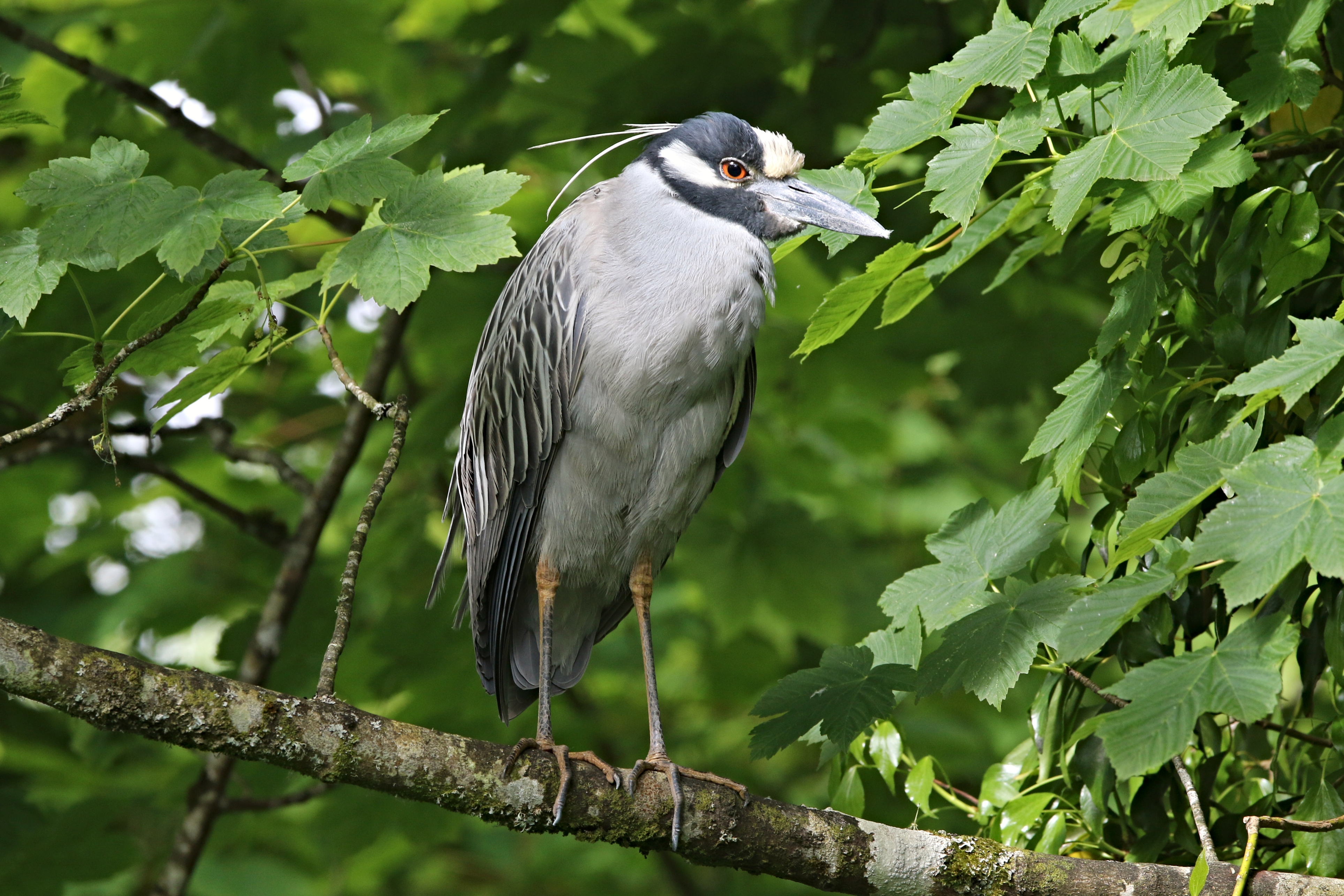 Yellow-crowned Night Heron by Richard Bonser - BirdGuides