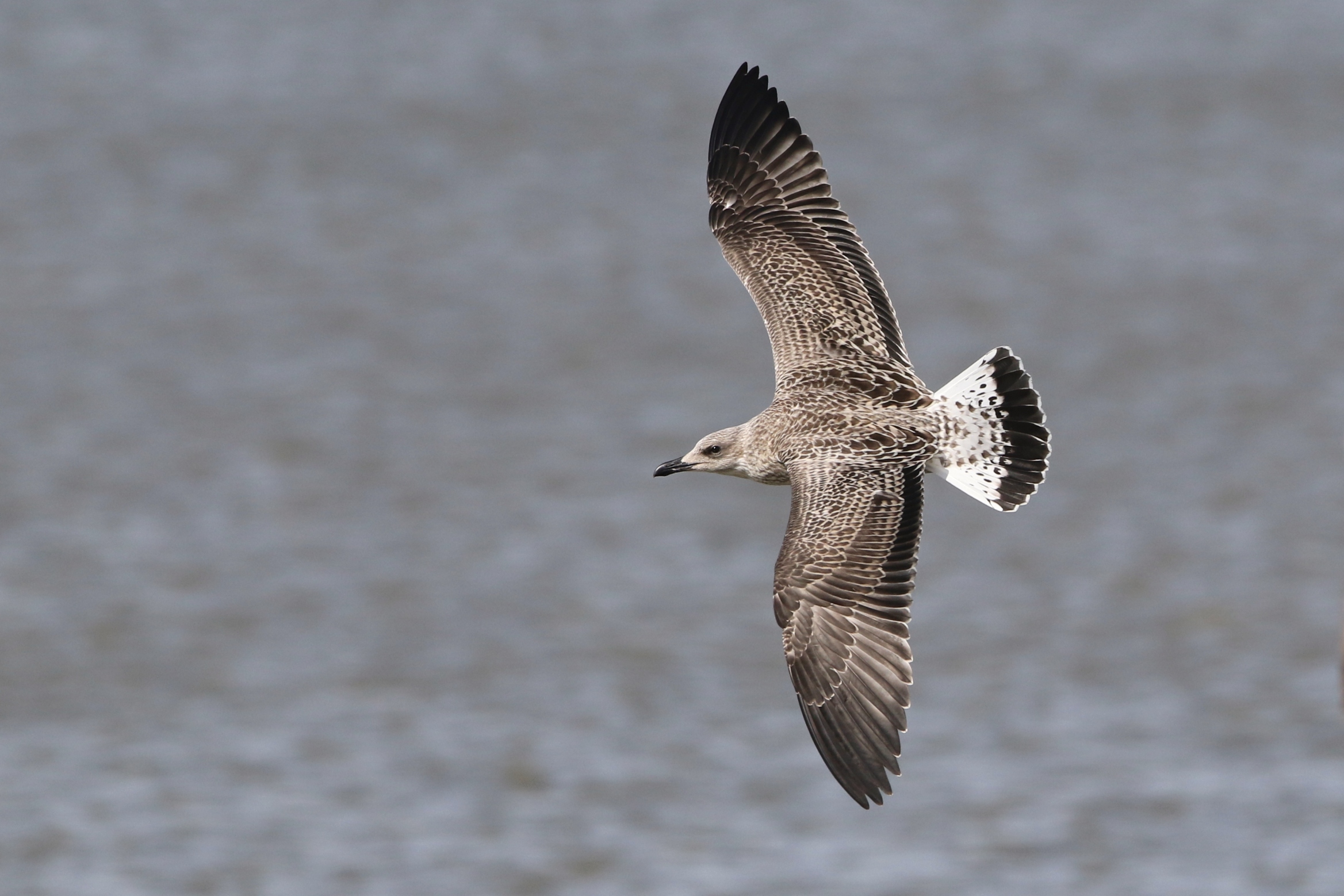 Yellow-legged Gull by Richard Bonser - BirdGuides