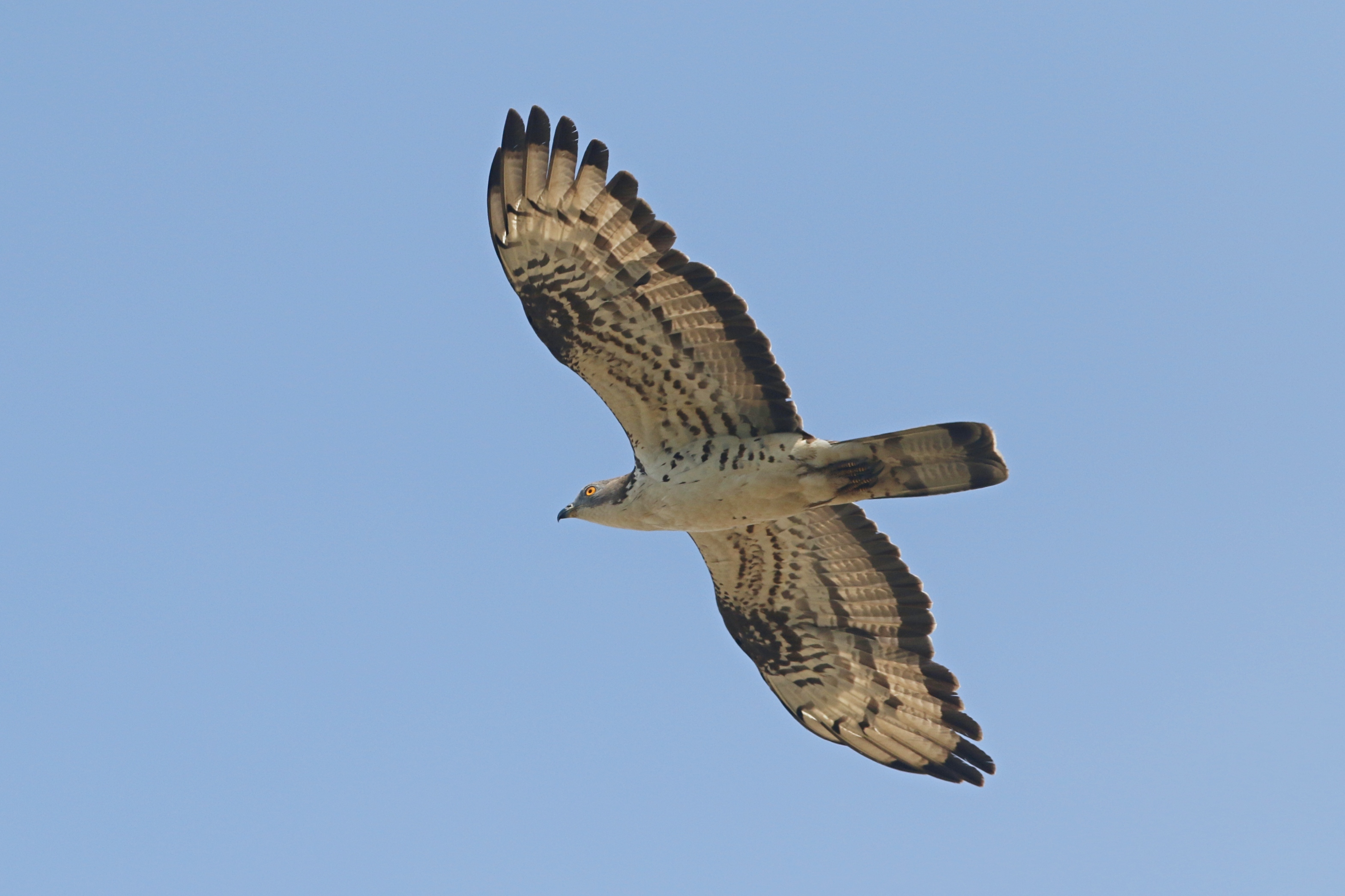 European Honey Buzzard by Richard Bonser - BirdGuides