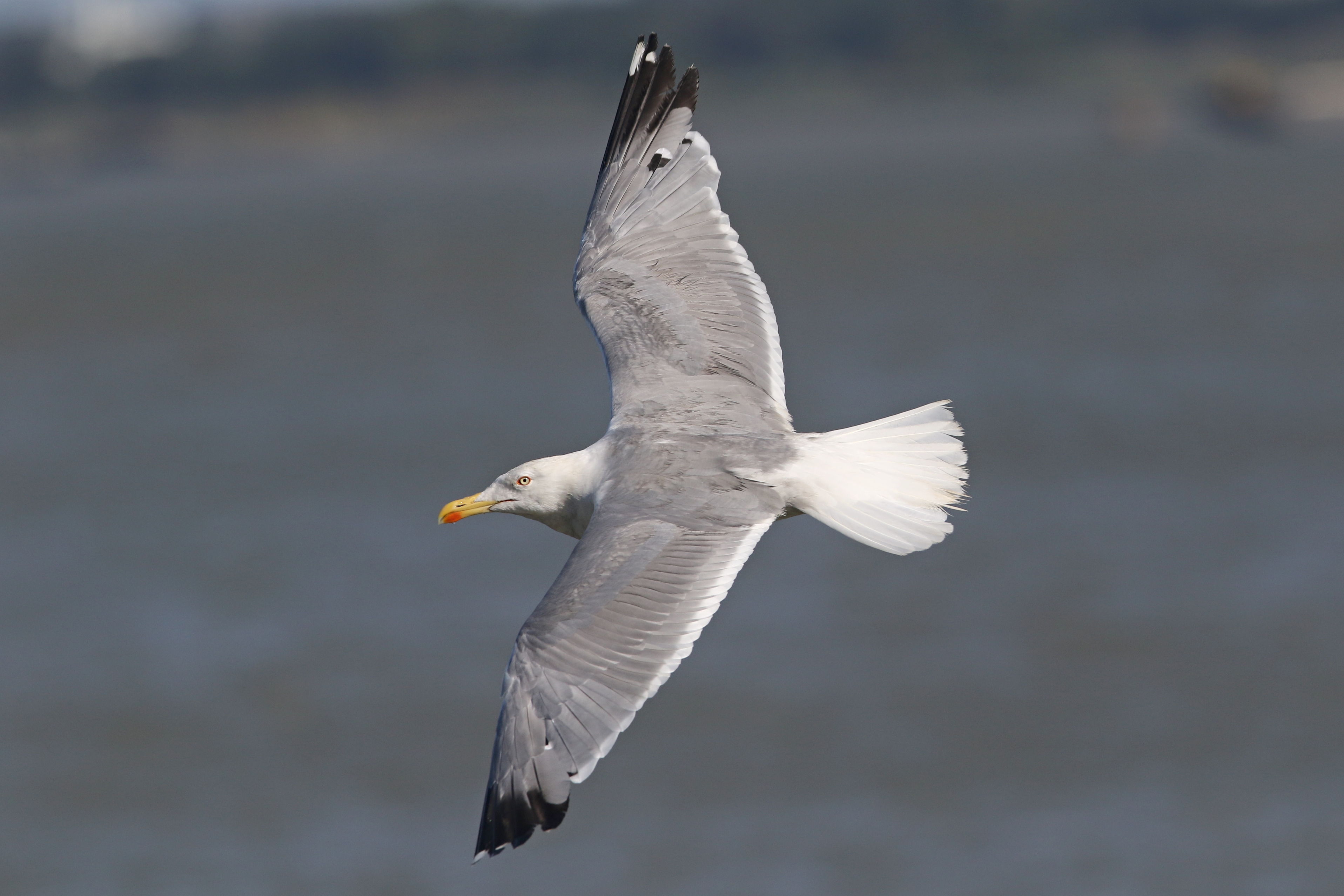Yellow-legged Gull by Richard Bonser - BirdGuides