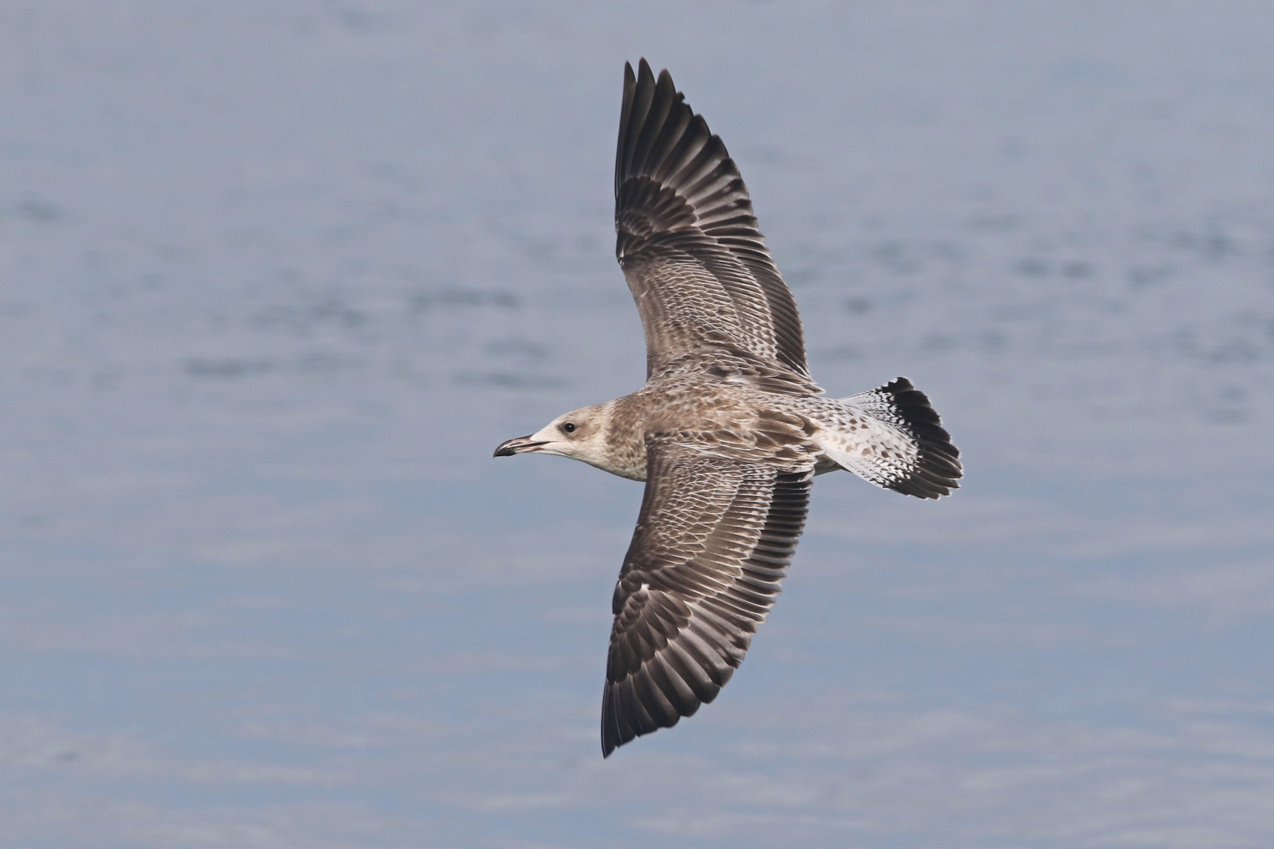Caspian Gull by Richard Bonser - BirdGuides