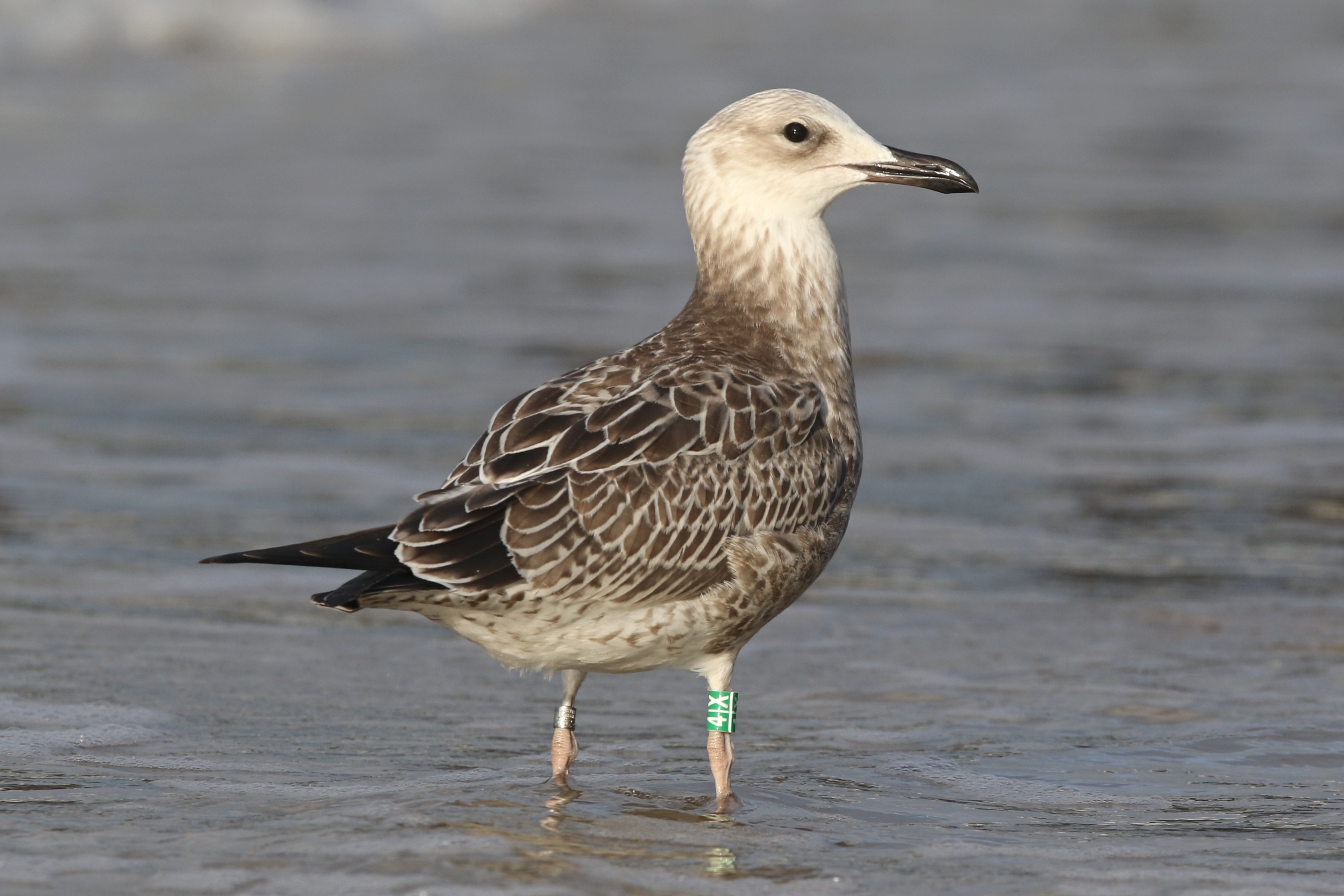 Caspian Gull by Richard Bonser - BirdGuides