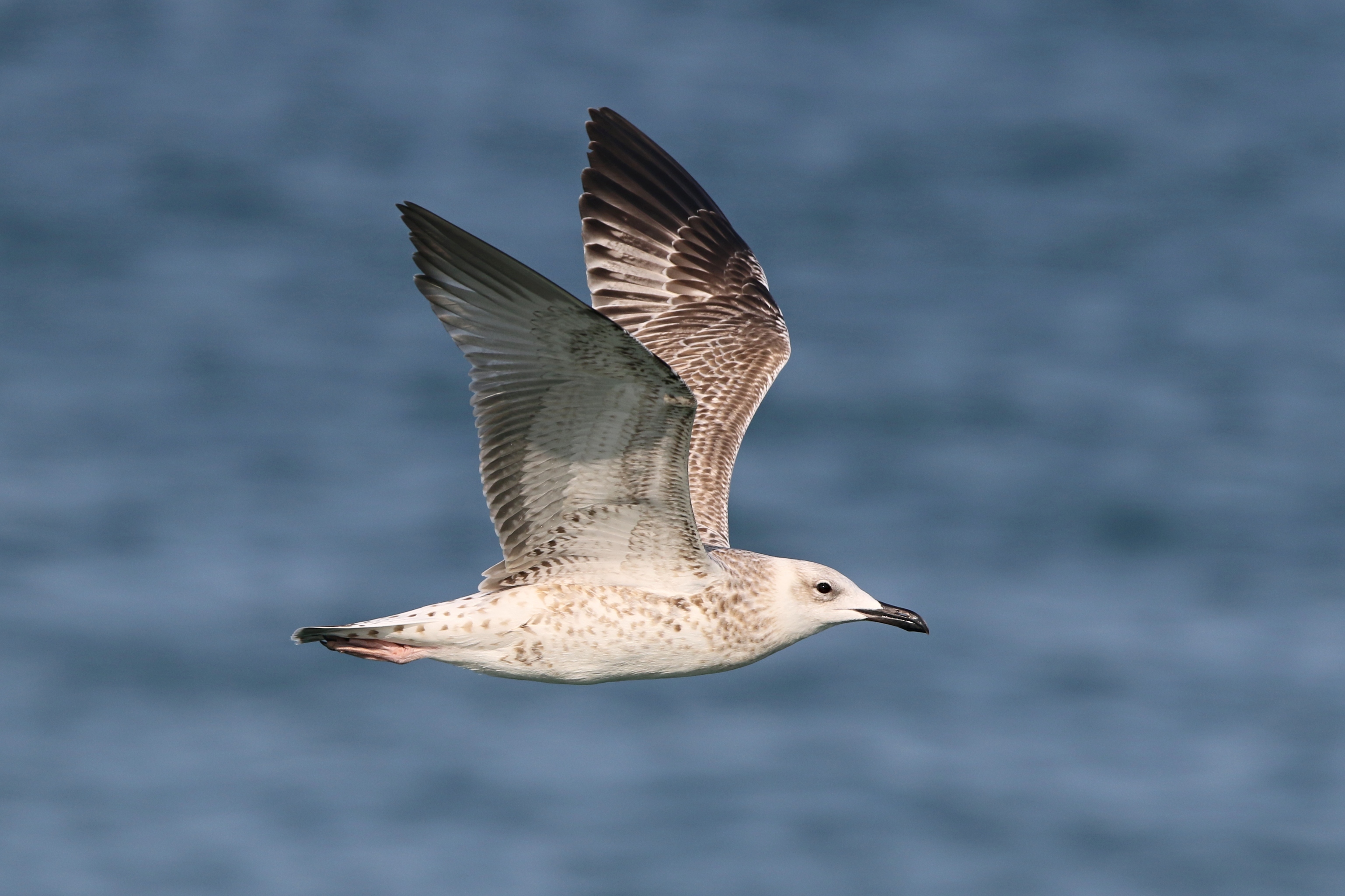 Caspian Gull by Richard Bonser - BirdGuides