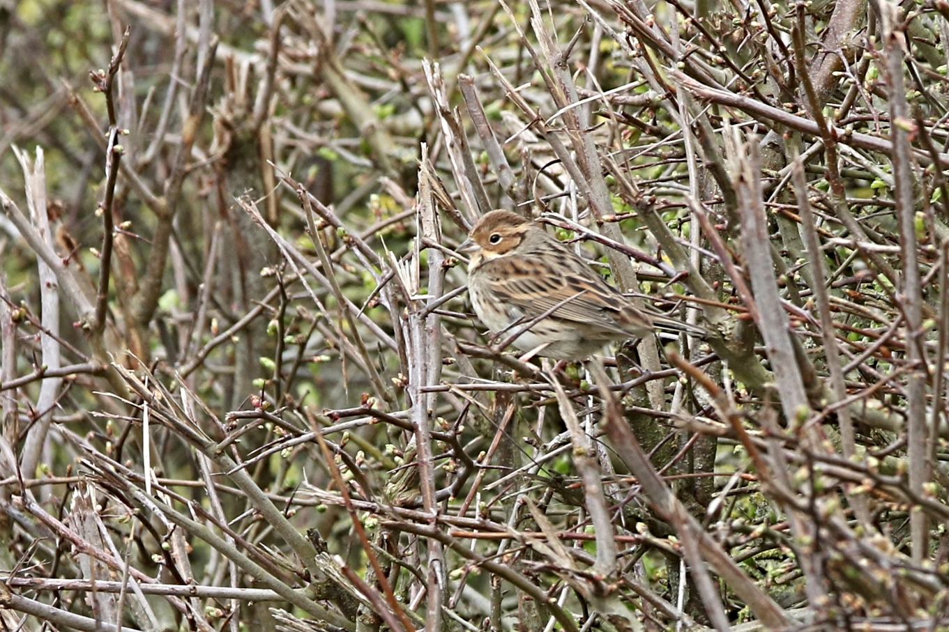 Little Bunting by Richard Bonser - BirdGuides