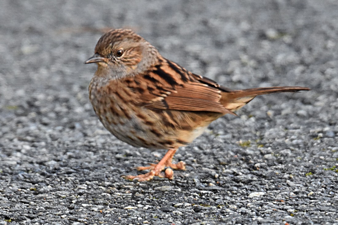 Dunnock by Fausto Riccioni - BirdGuides