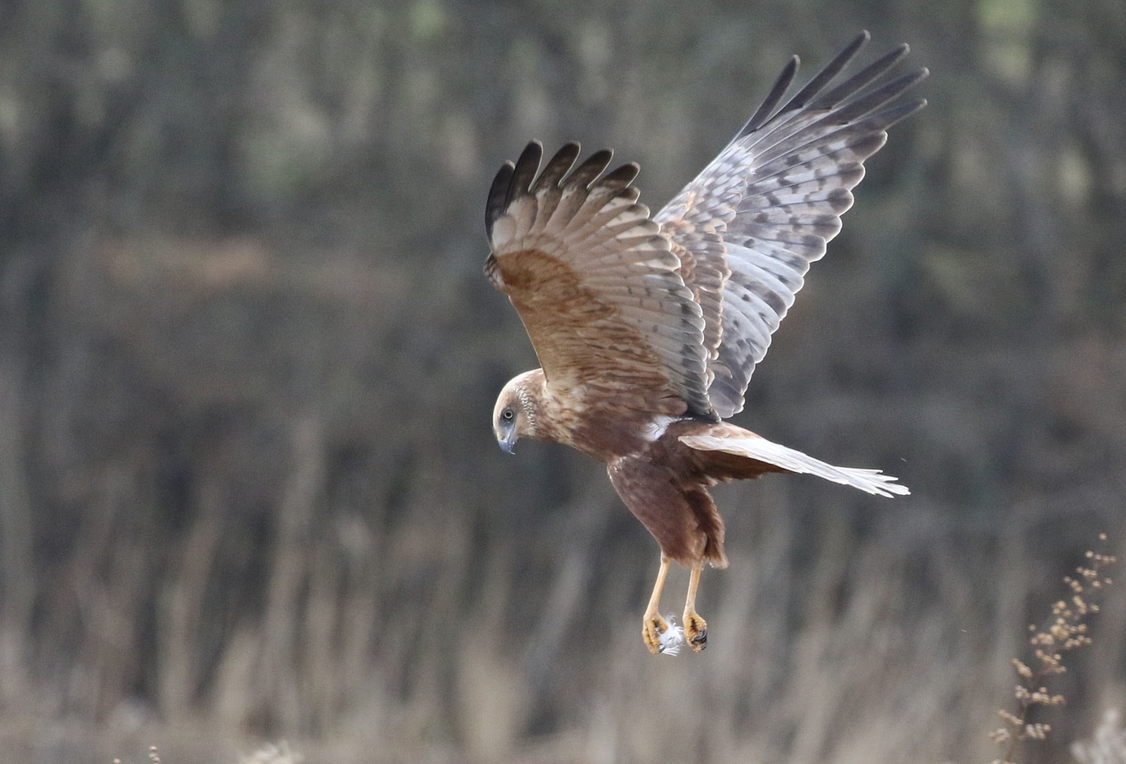 Western Marsh Harrier by Michael Flowers - BirdGuides