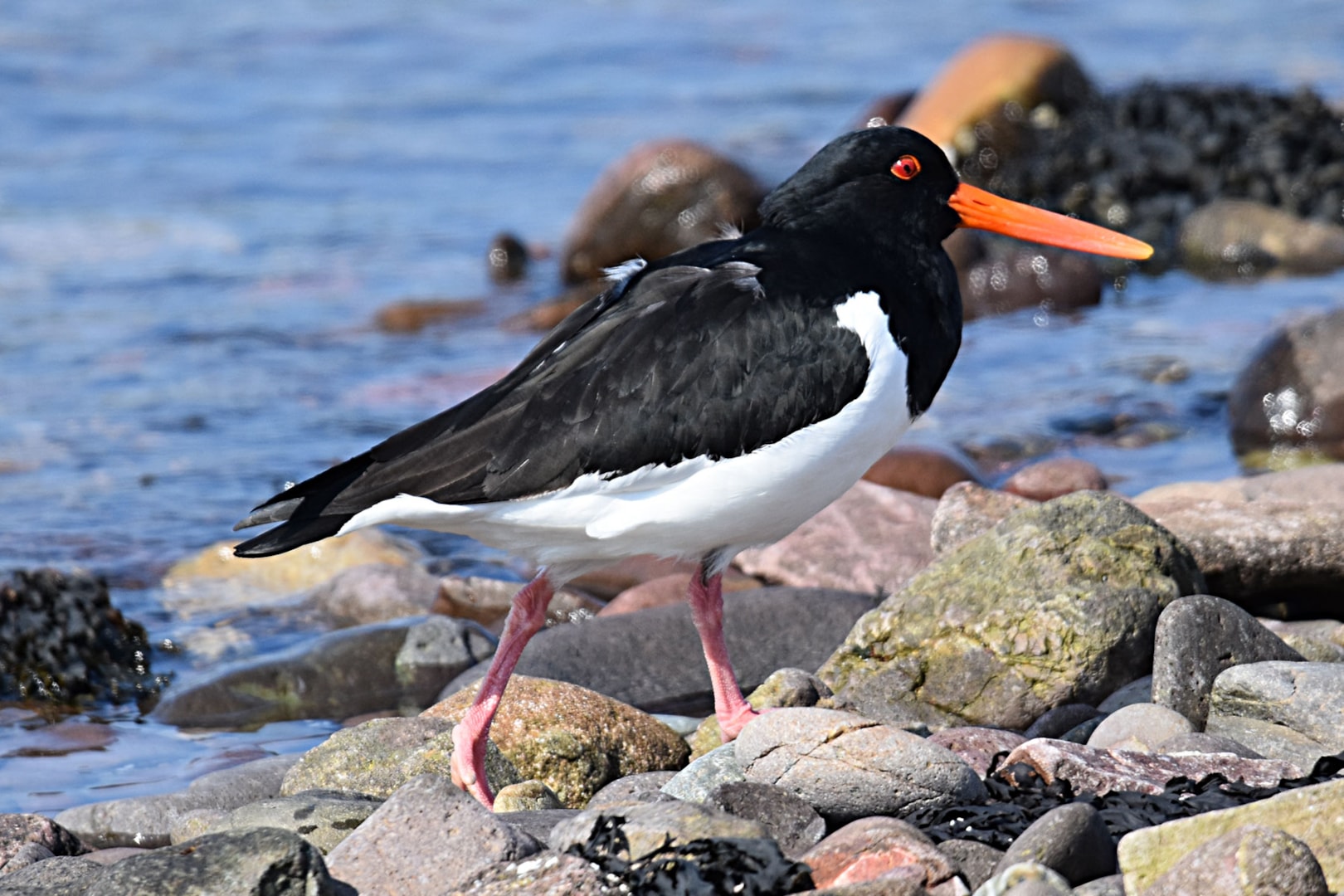 Eurasian Oystercatcher by Fausto Riccioni - BirdGuides