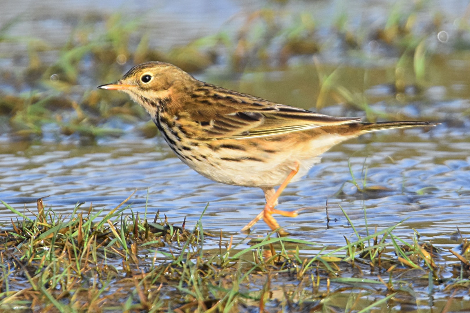 Meadow Pipit by Fausto Riccioni - BirdGuides