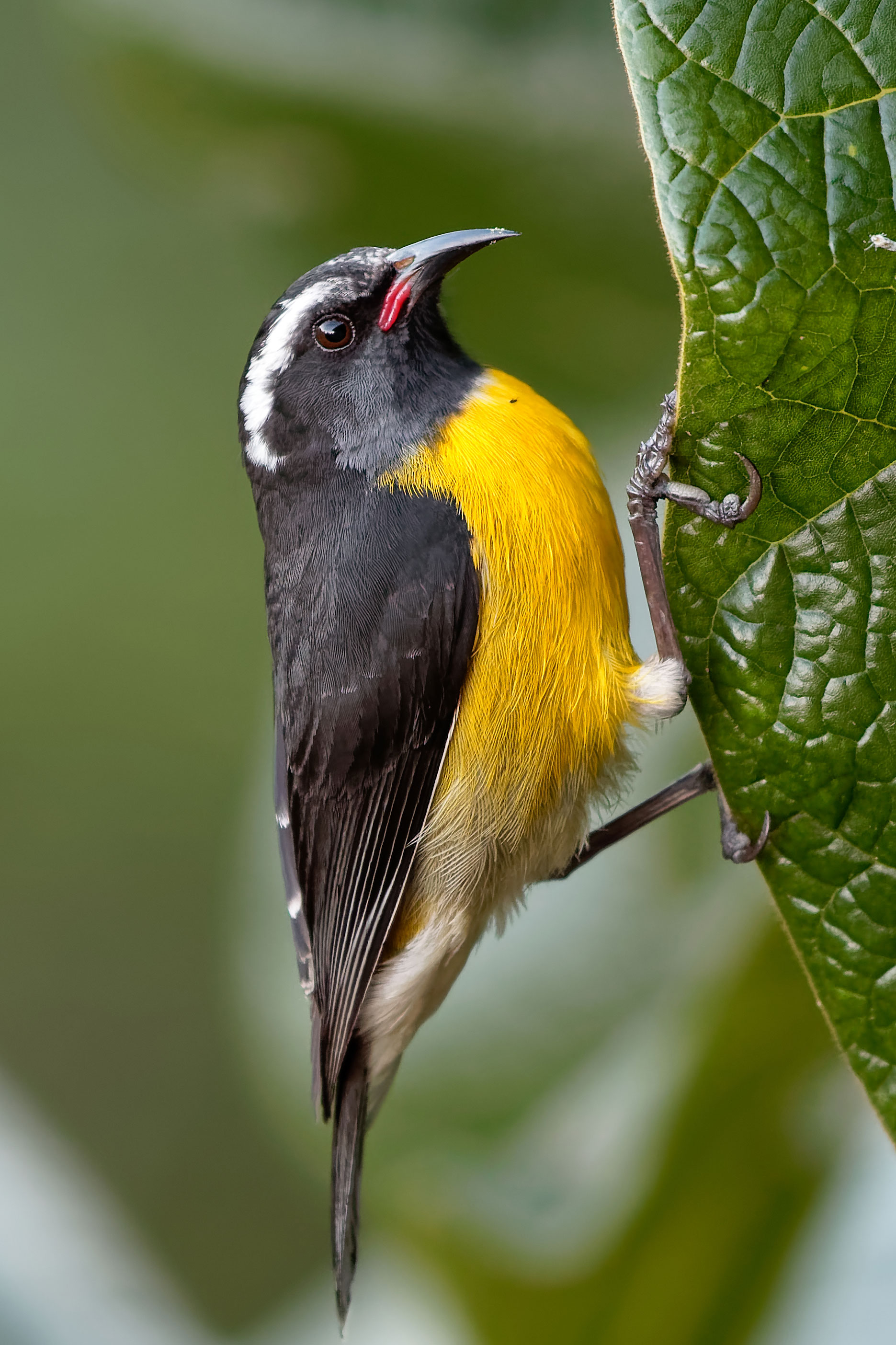 Dominica: life after Hurricane Maria - BirdGuides