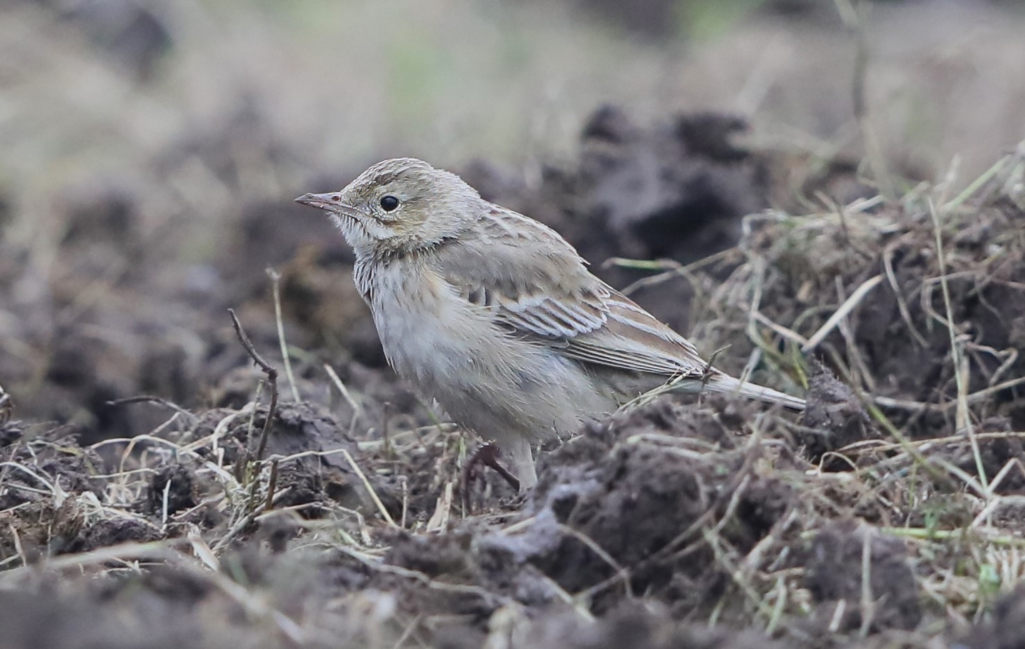 Richard's Pipit by Adrian Lea - BirdGuides