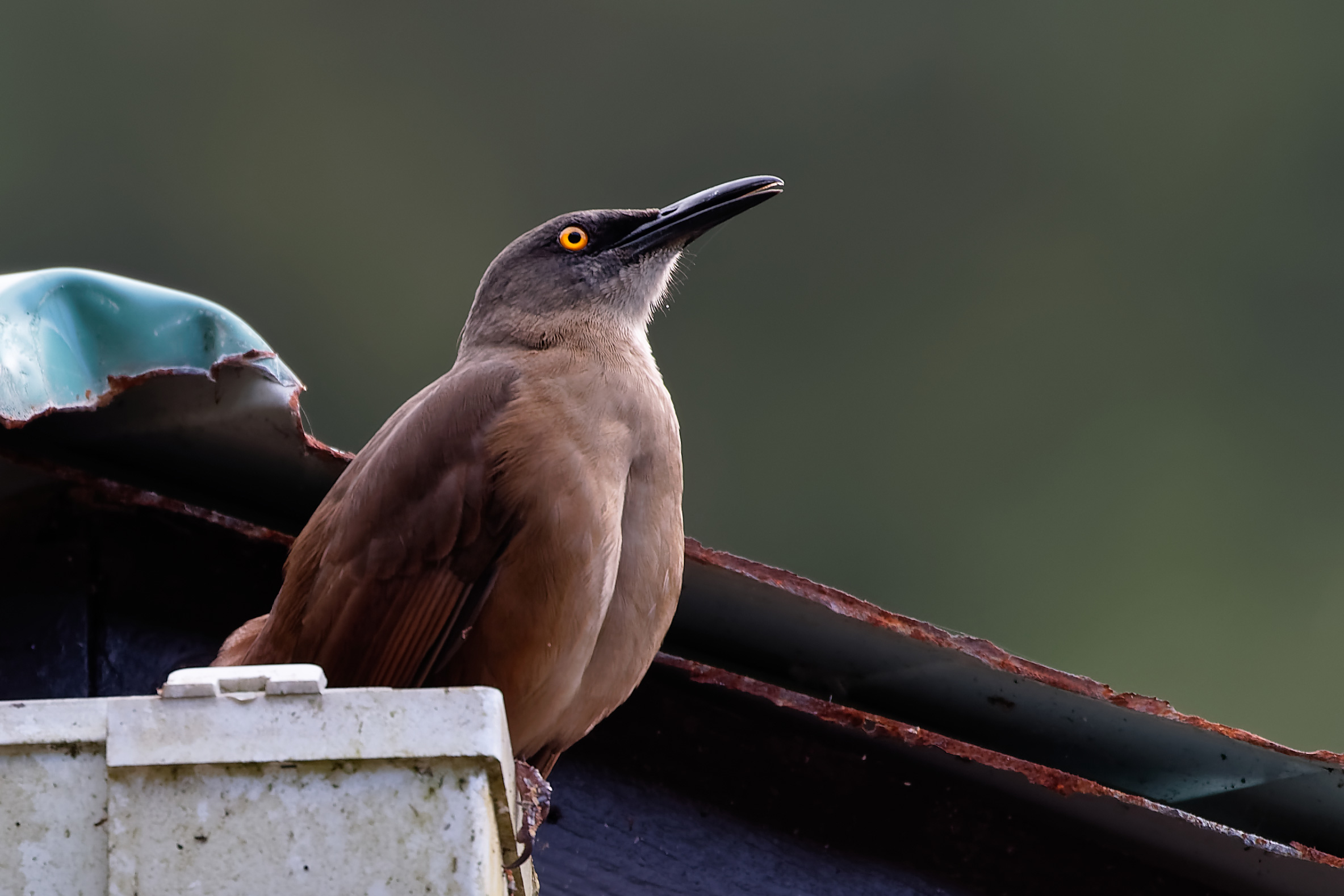 Details : Brown Trembler - BirdGuides