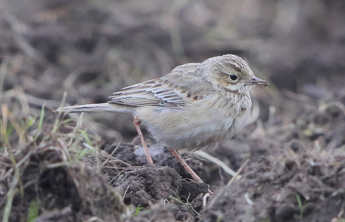 Richard's Pipit by Adrian Lea - BirdGuides