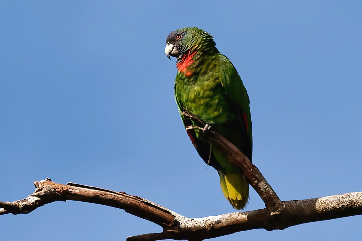 Red-necked Amazon by Rod Standing - BirdGuides