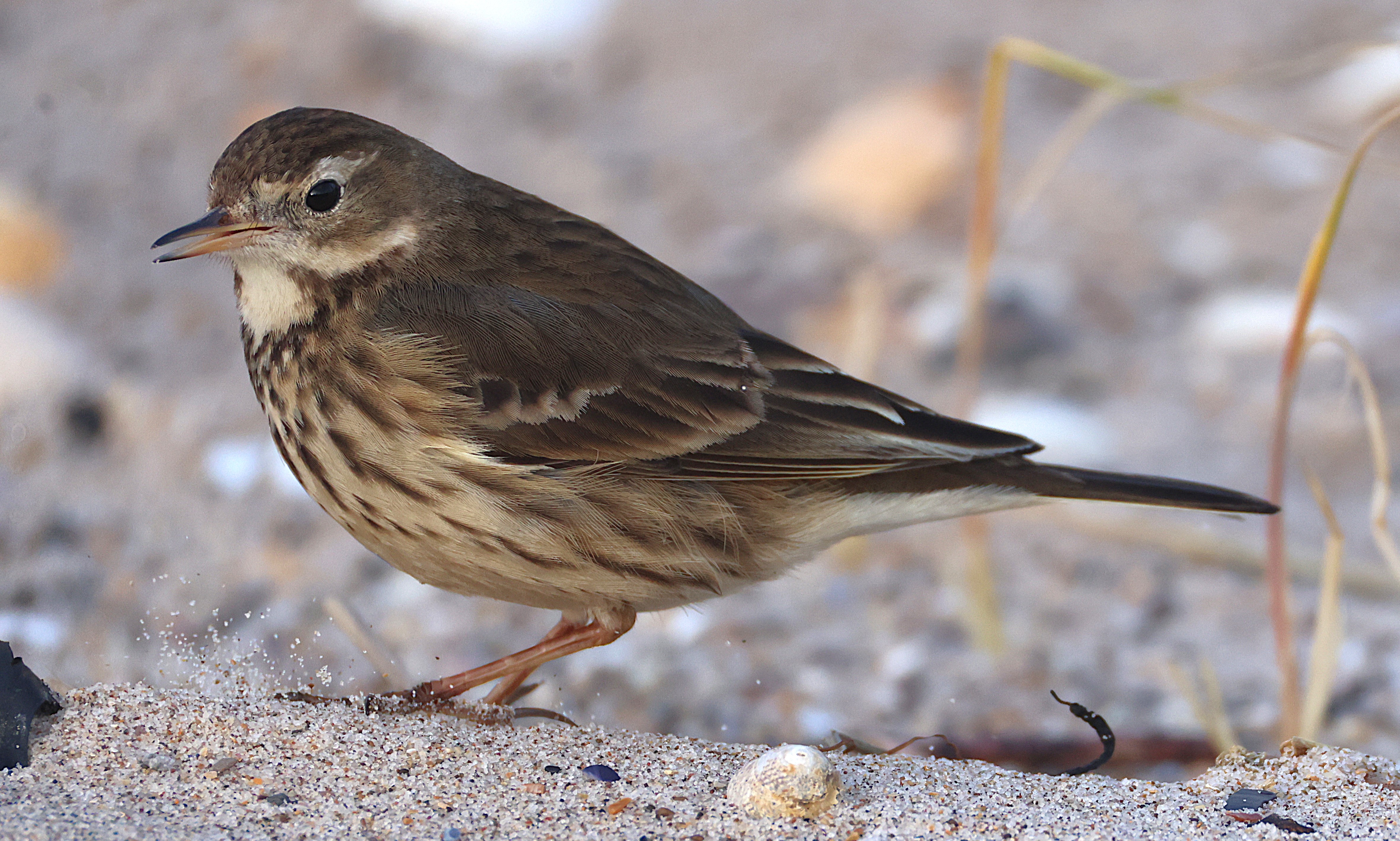 American Pipit by David Capon - BirdGuides