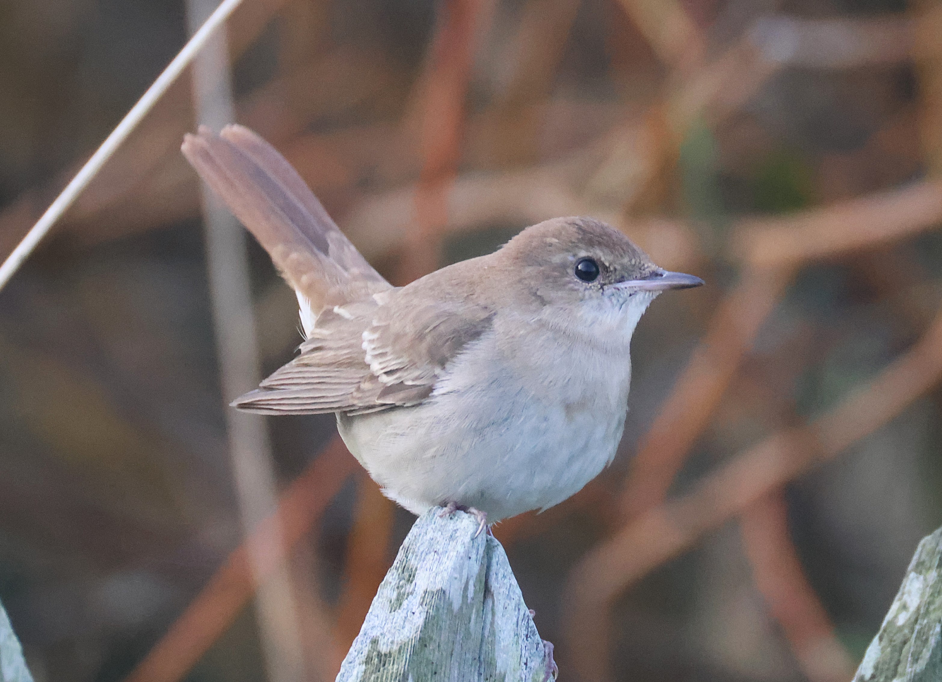 Eastern Nightingale by David Capon - BirdGuides