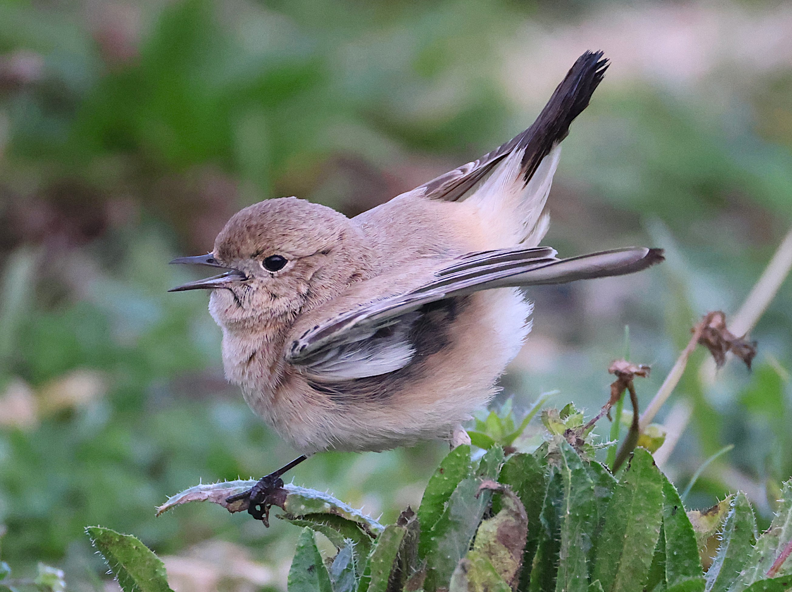 Desert Wheatear by David Capon - BirdGuides