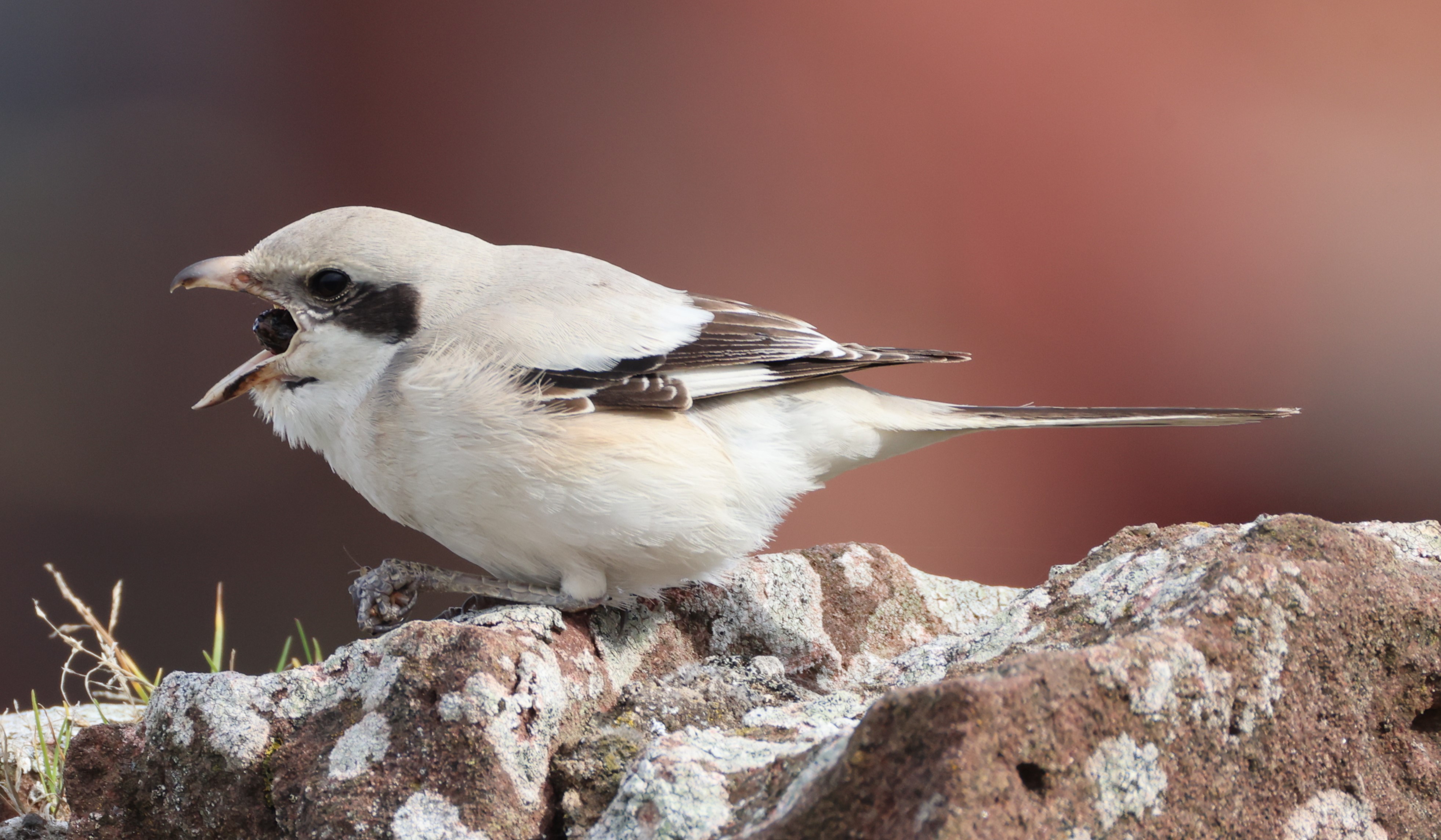 Steppe Grey Shrike by David Capon - BirdGuides