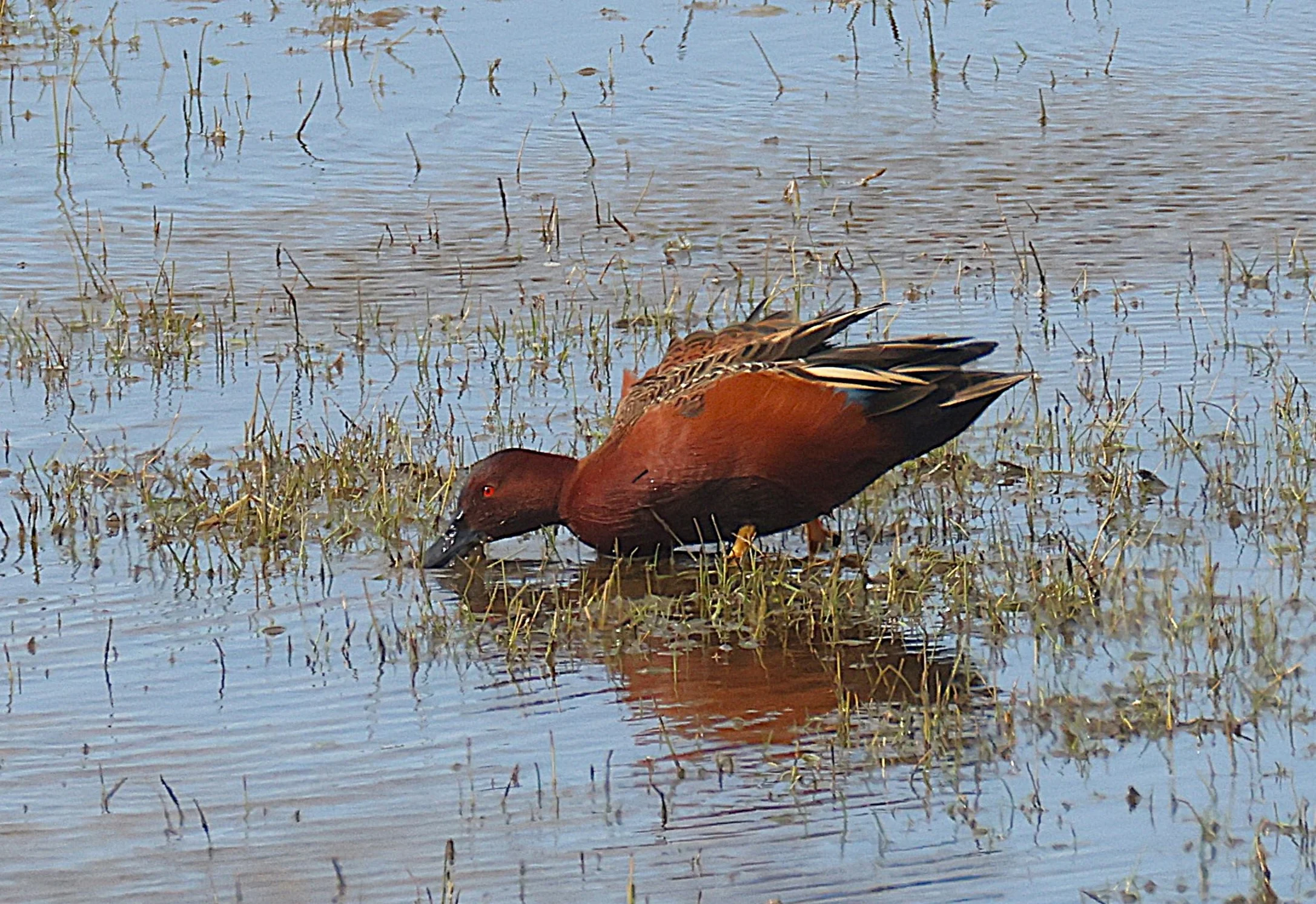 Sighting Report - BirdGuides