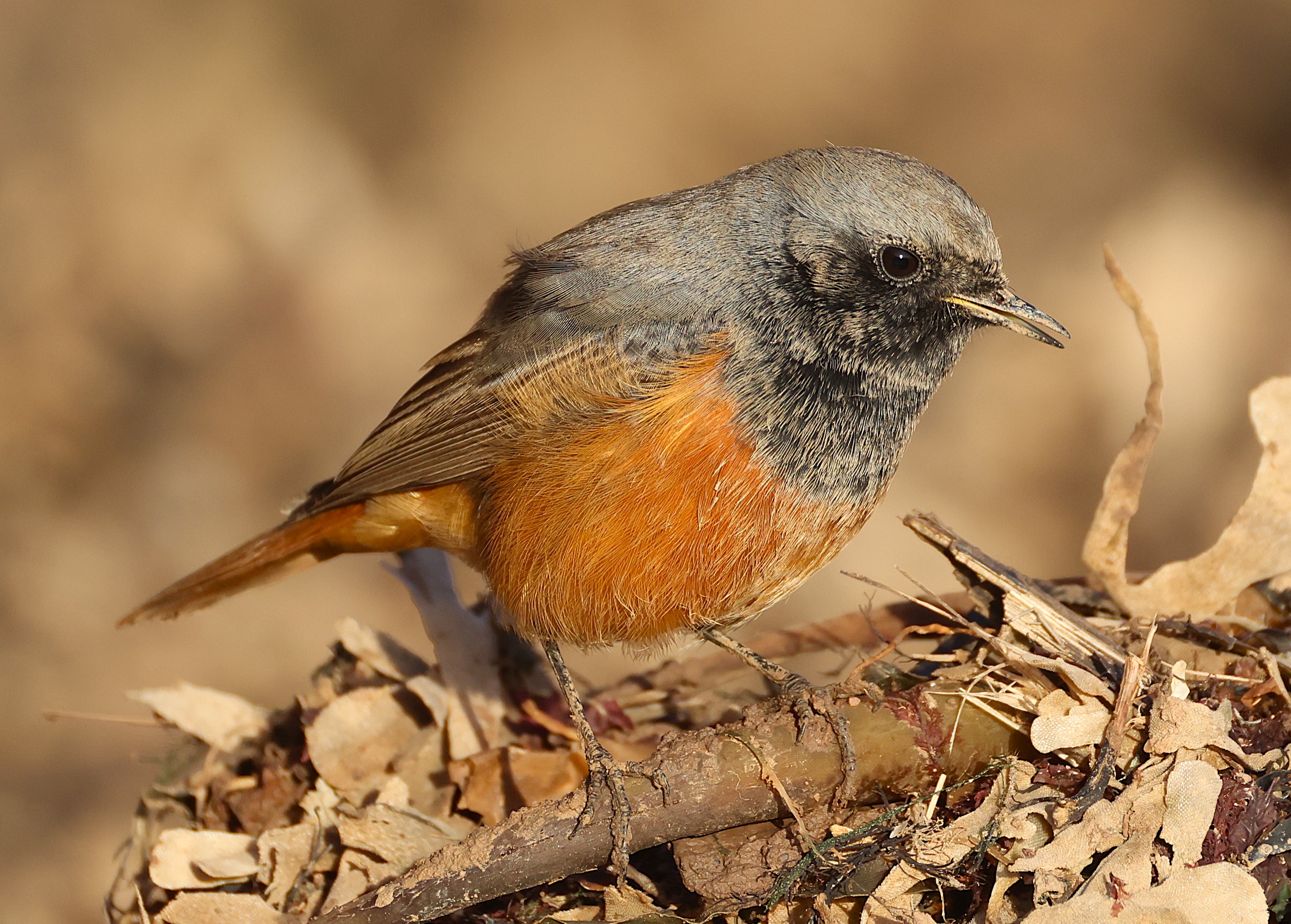 Eastern Black Redstart by David Capon - BirdGuides